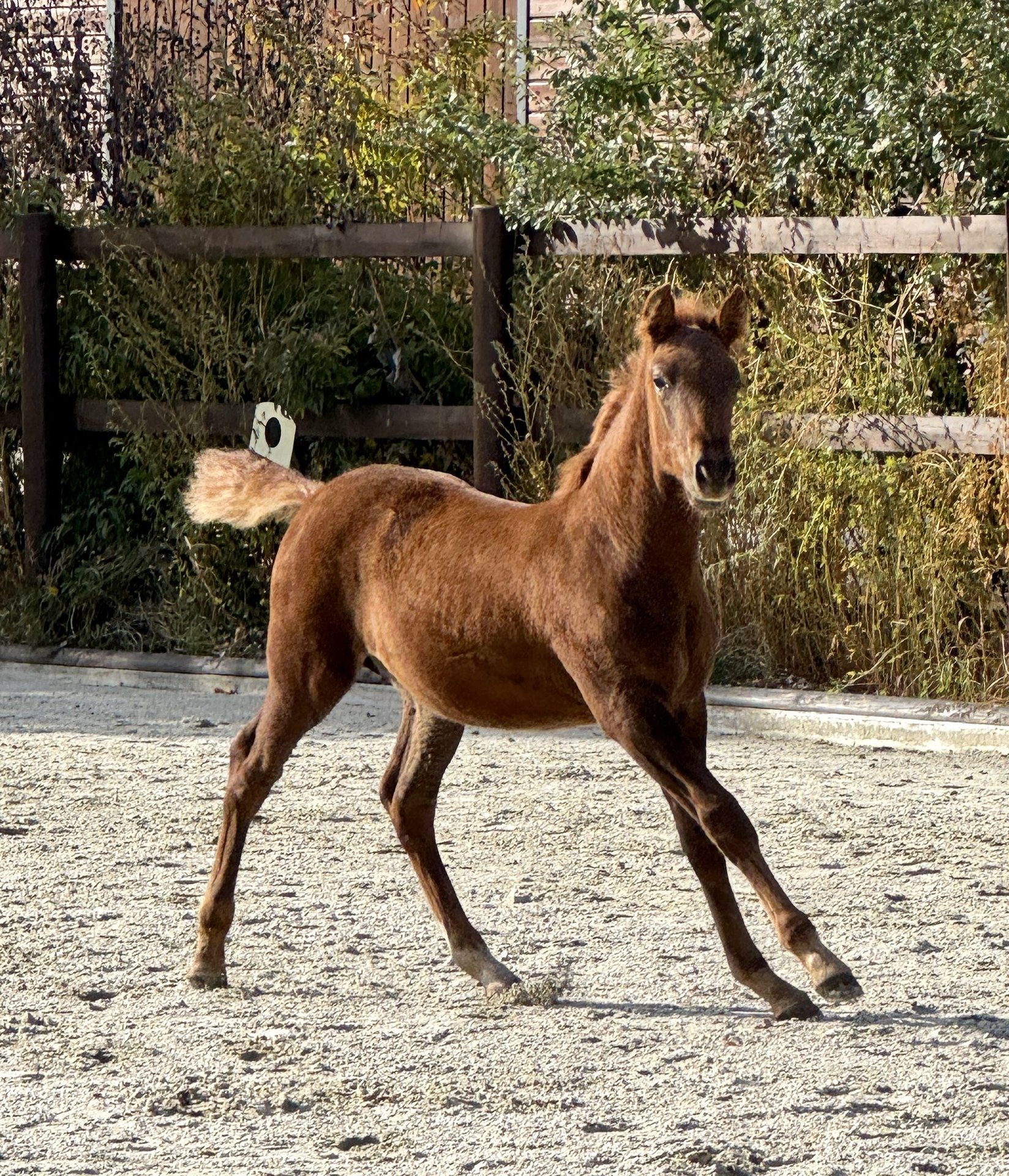 PRE Stallion 1 year 15,2 hh Chestnut-Red in Stahnsdorf