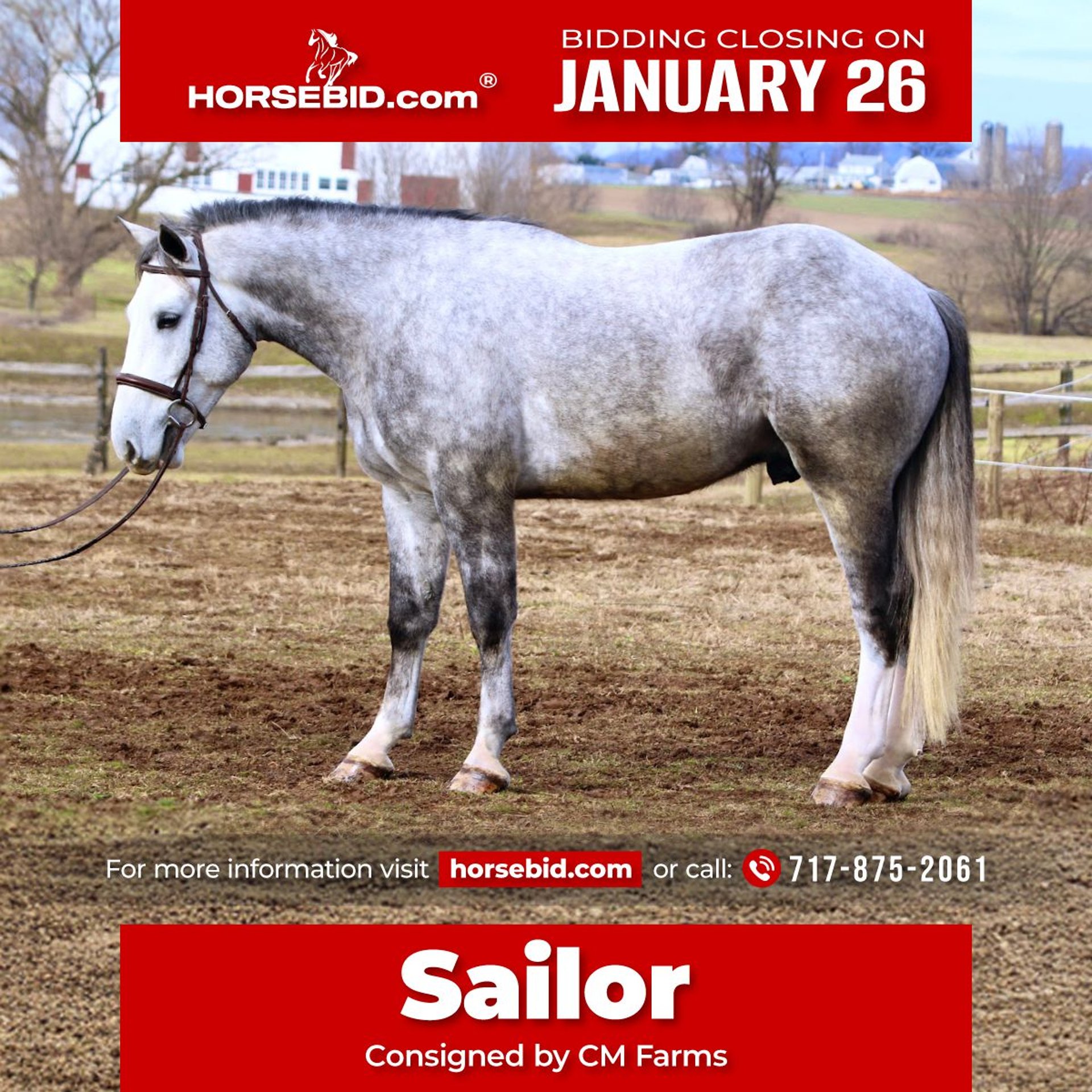 Shire Horse Mix Wallach 5 Jahre 163 cm Schimmel in Gap