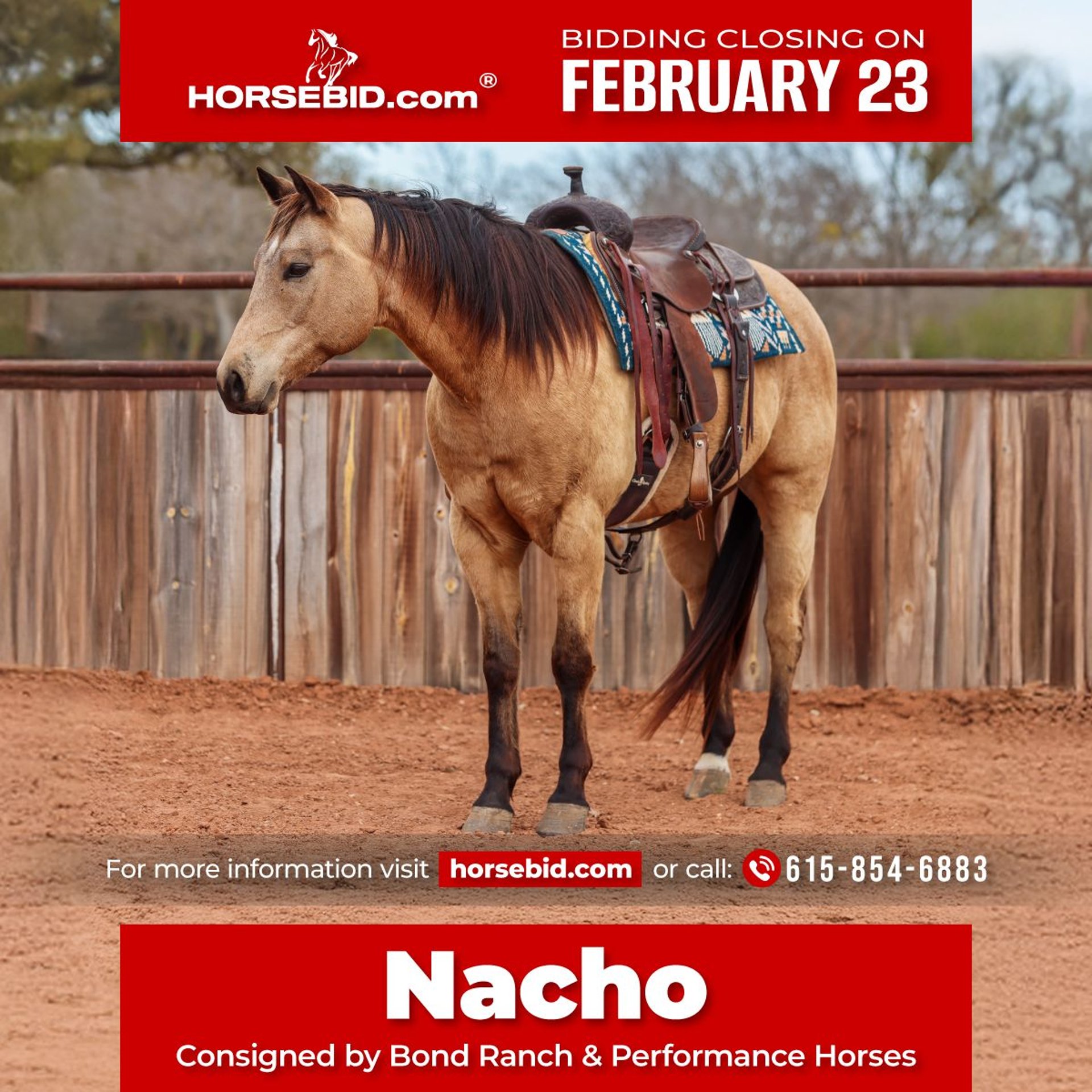 American Quarter Horse Wallach 9 Jahre 155 cm Buckskin in Ranger