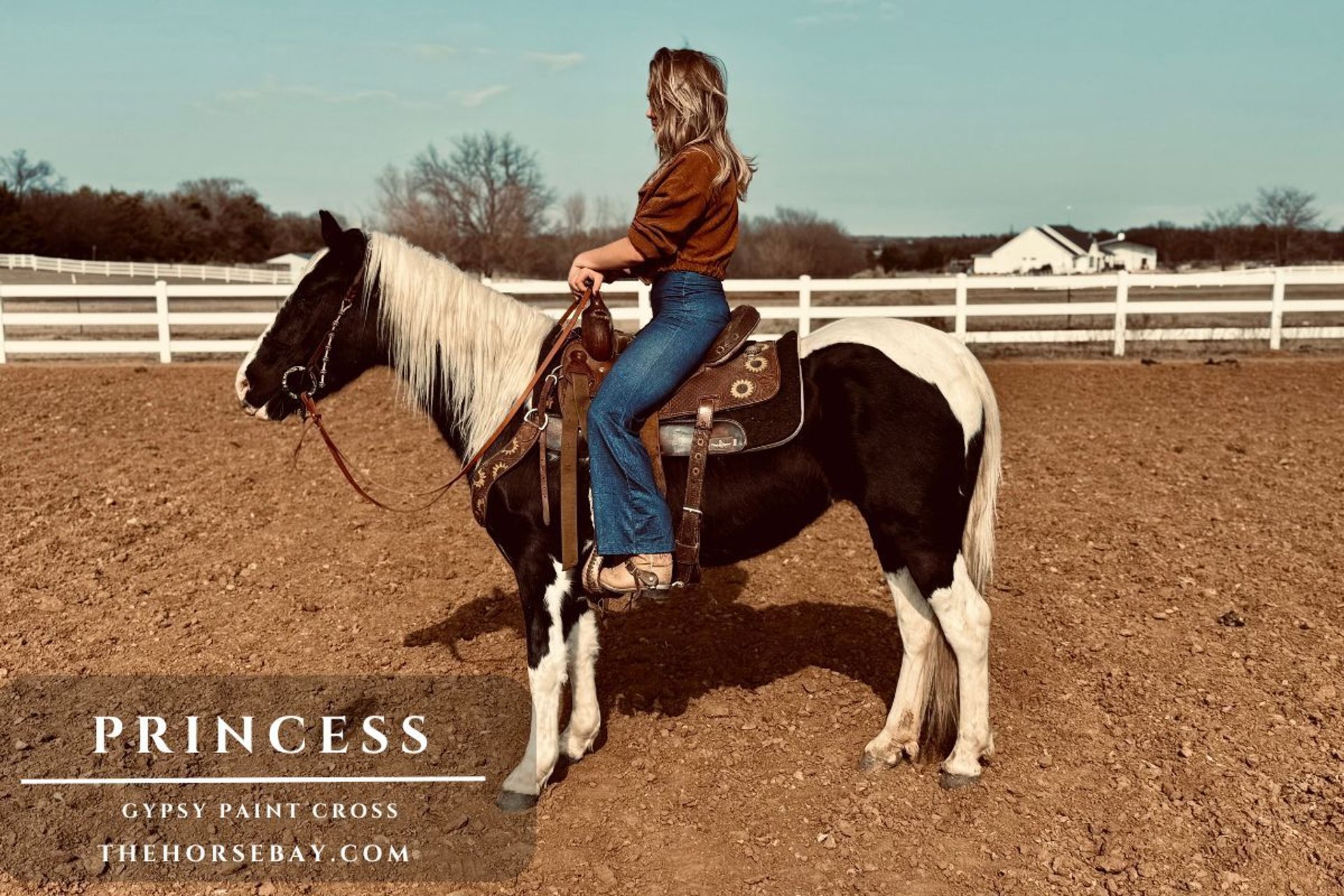 Gypsy Horse Mare 6 years 14,1 hh Tobiano-all-colors in Fort Collins, CO