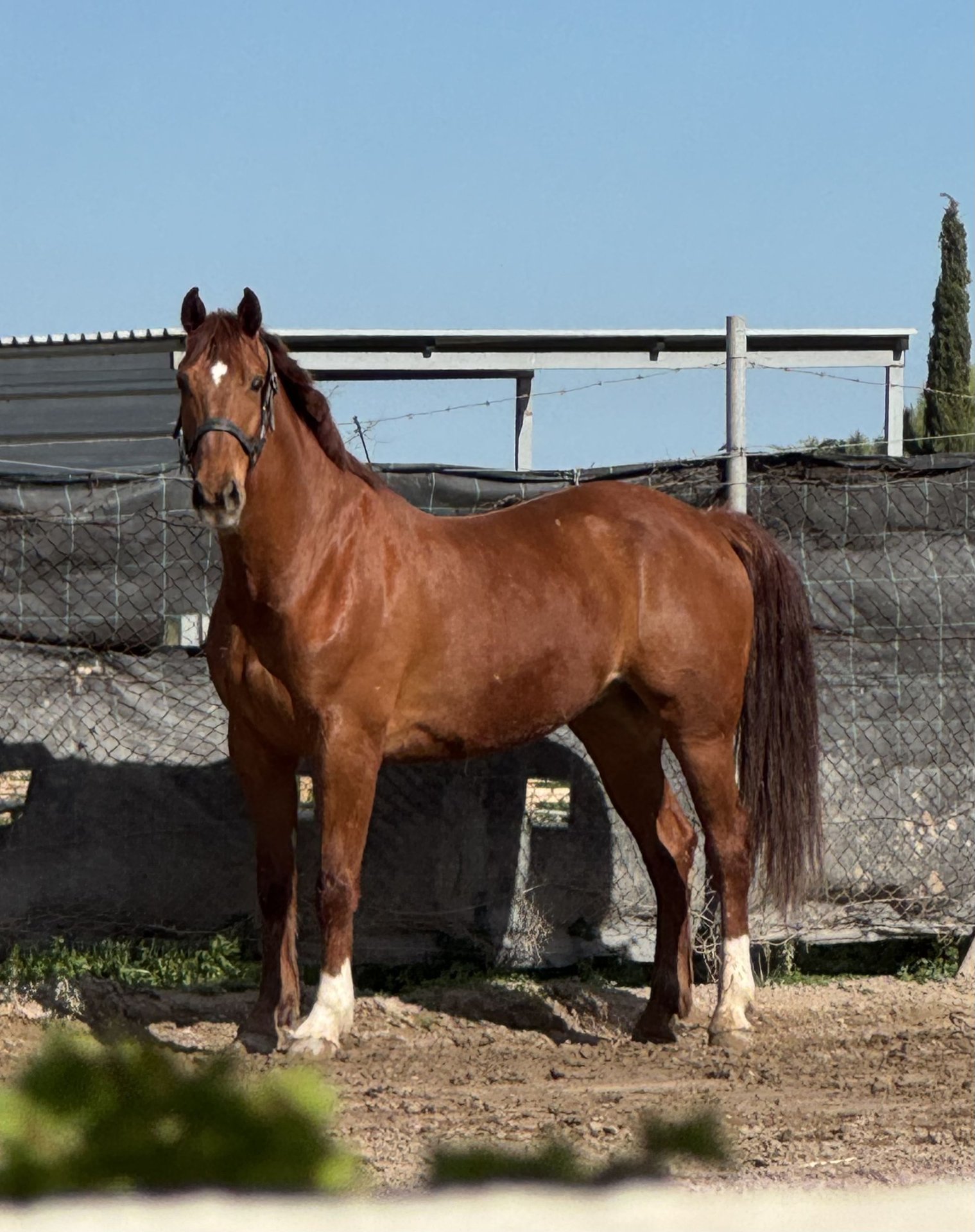 Hanoverian Gelding 8 years 17 hh Chestnut-Red in Castellon De La Plana ...