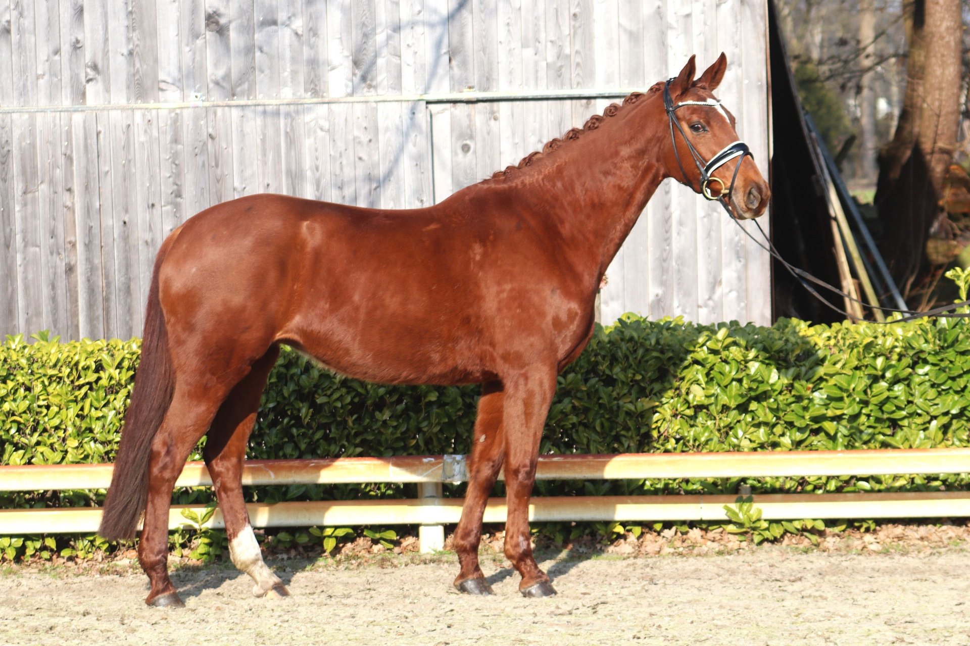 Hanoverian Mare 9 years 16,1 hh Chestnut in Reeßum