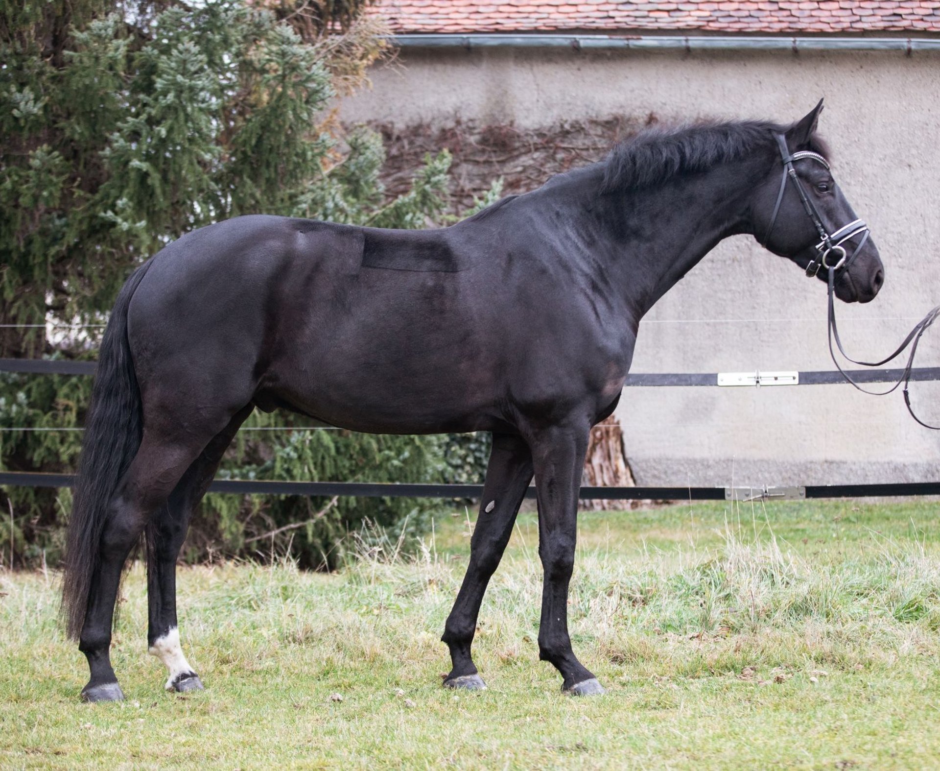 Hanoverian Gelding 7 years 17 hh Black in Priestewitz