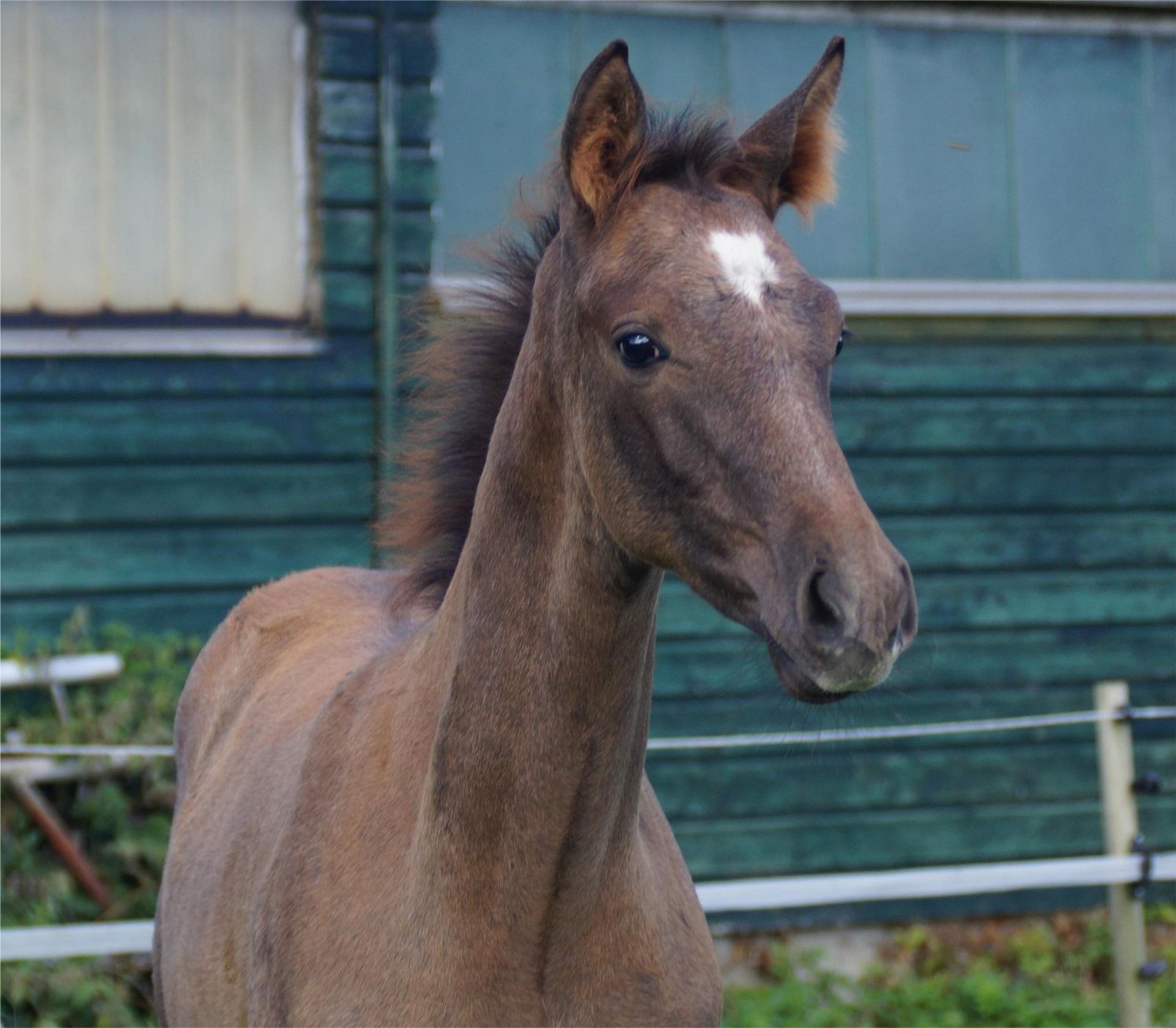 Trakehner Stallion 1 year Gray in Holzbunge