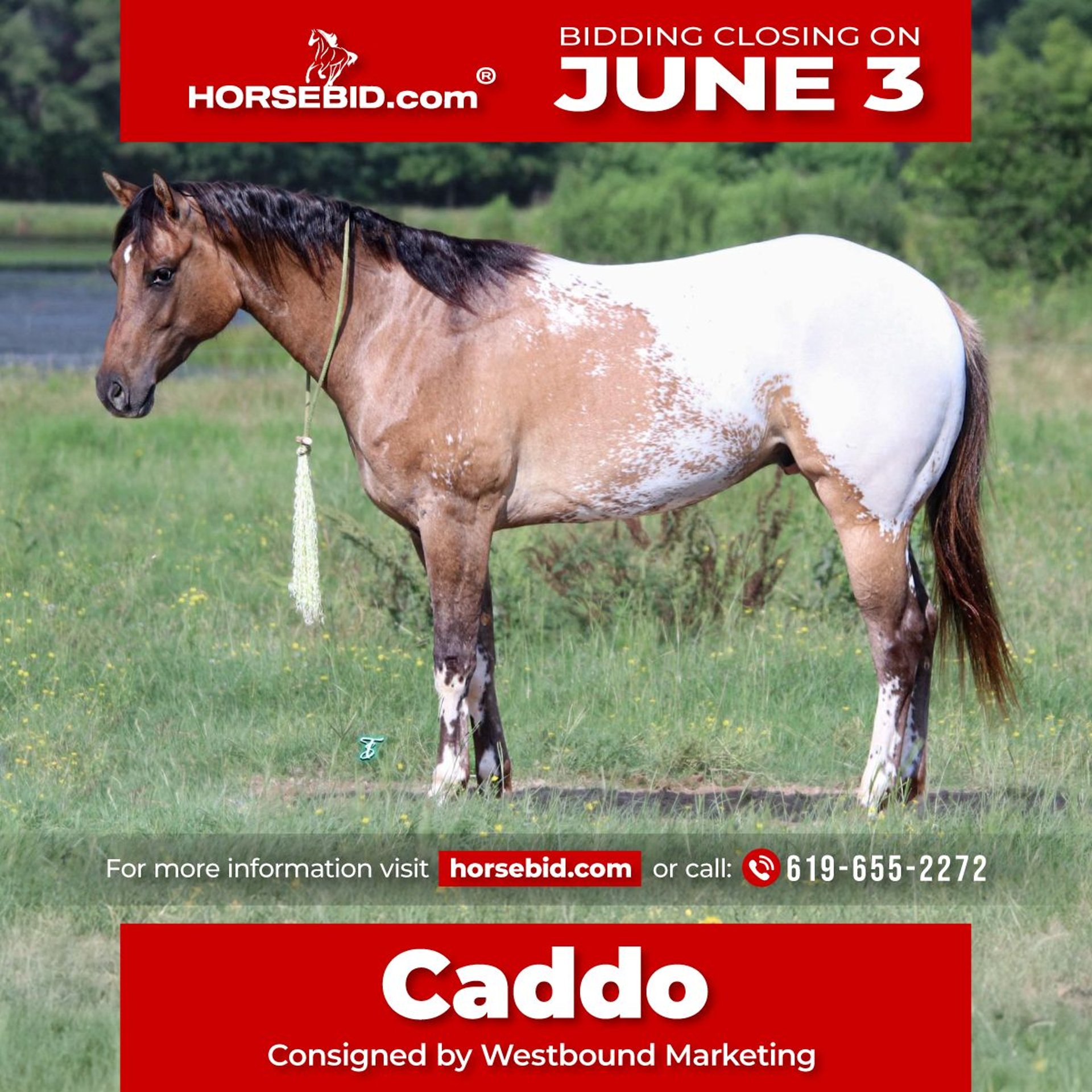 Appaloosa Gelding 3 years 15,1 hh in Carthage