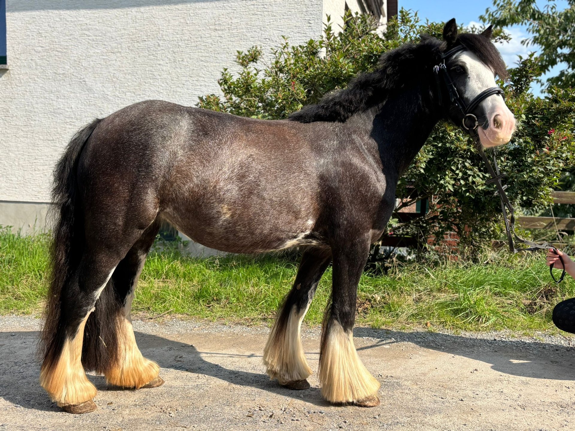 Gypsy Horse Mix Mare 5 years 12,2 hh Black in Kirchberg