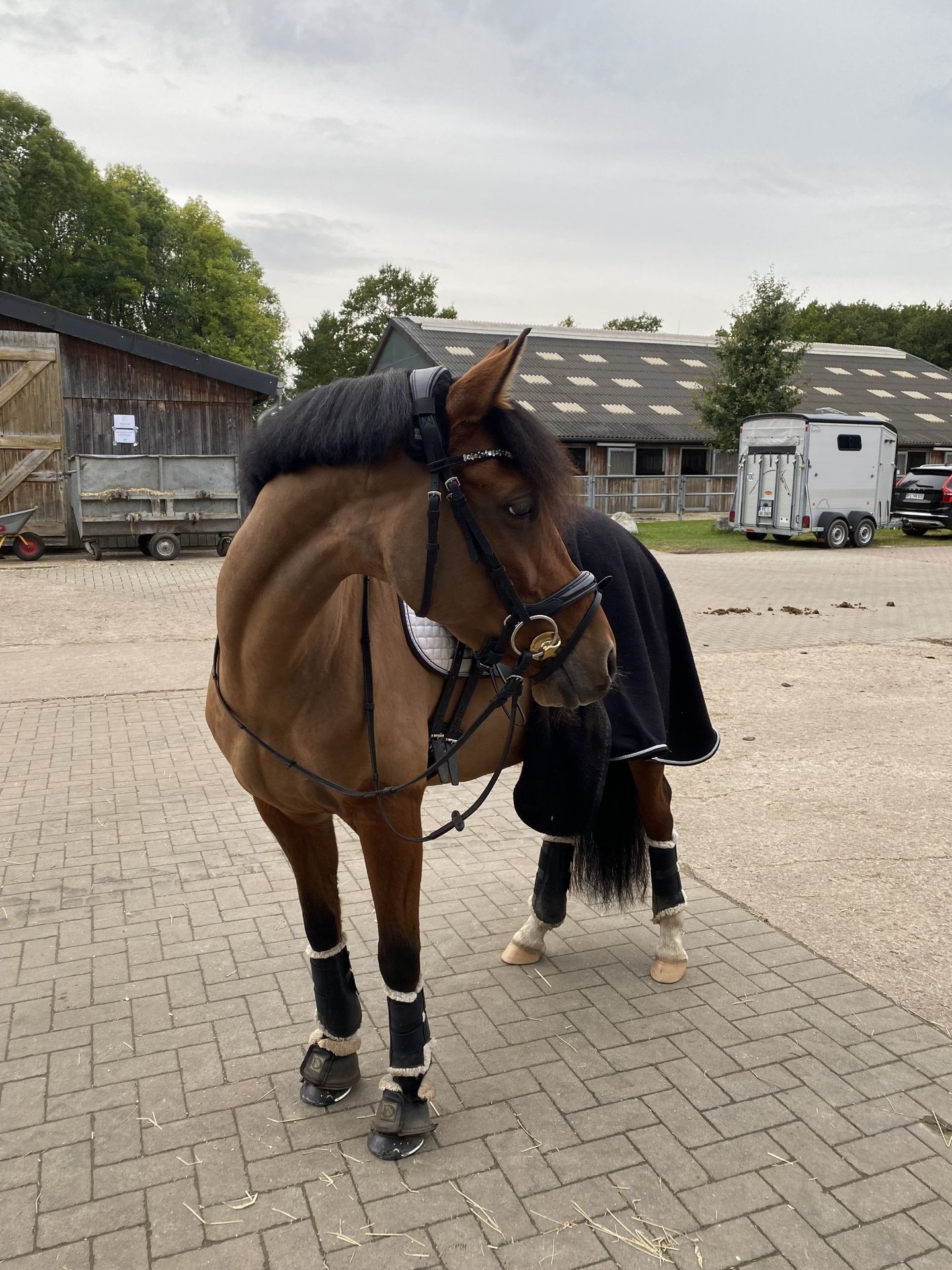 Deutsches Reitpony Stute 10 Jahre 145 cm Brauner in Wedel