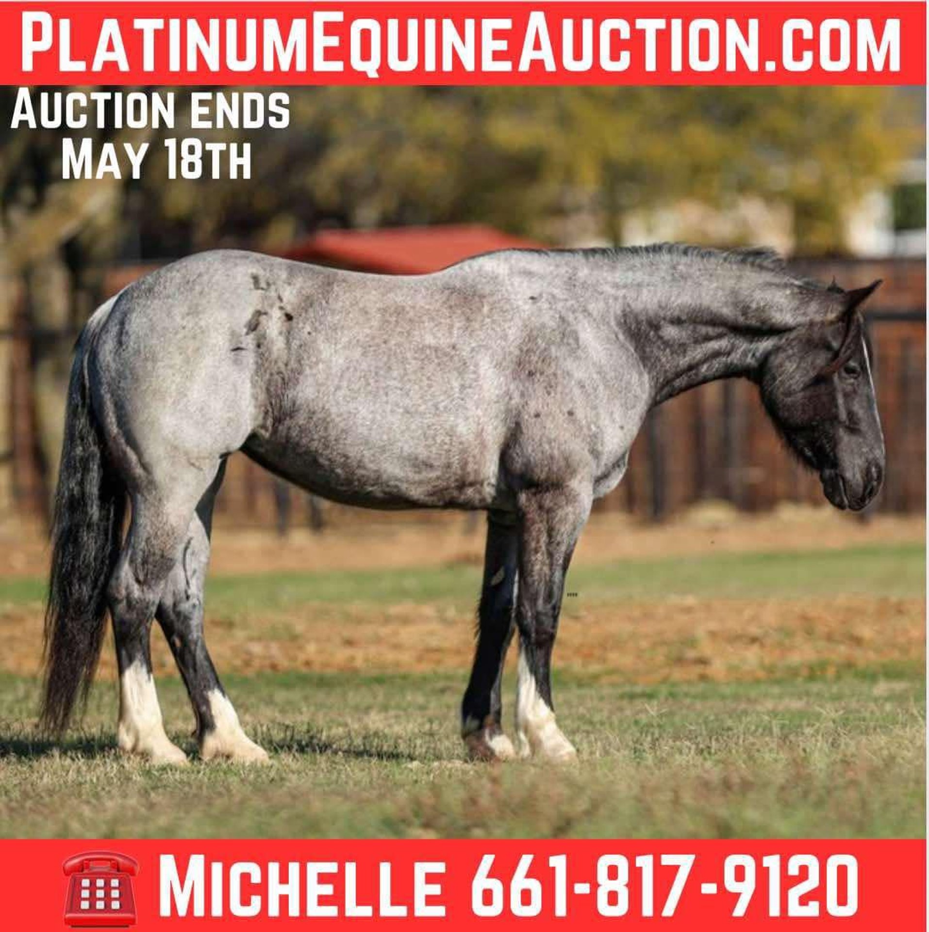 Caballo cuarto de milla Caballo castrado 5 años 160 cm Ruano azulado in ...