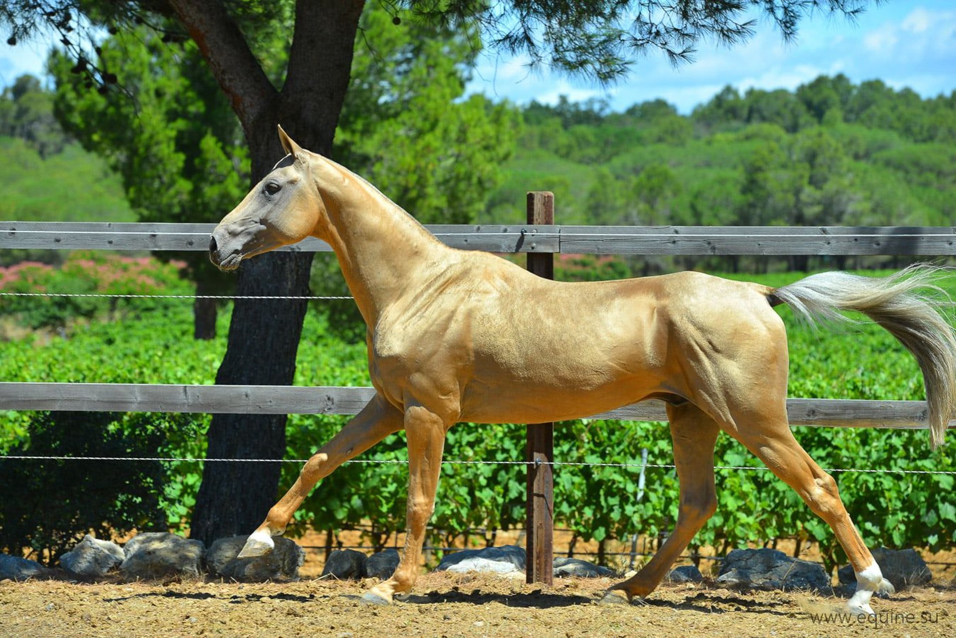 Achal-Tekkiner Hengst 16 Jahre 164 cm Palomino in GOVEN