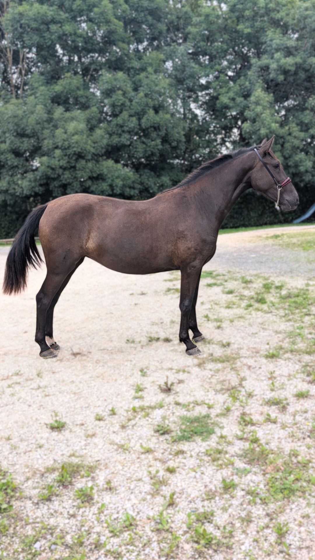 PRE Stute 3 Jahre 162 cm Rappe in CAUMONT
