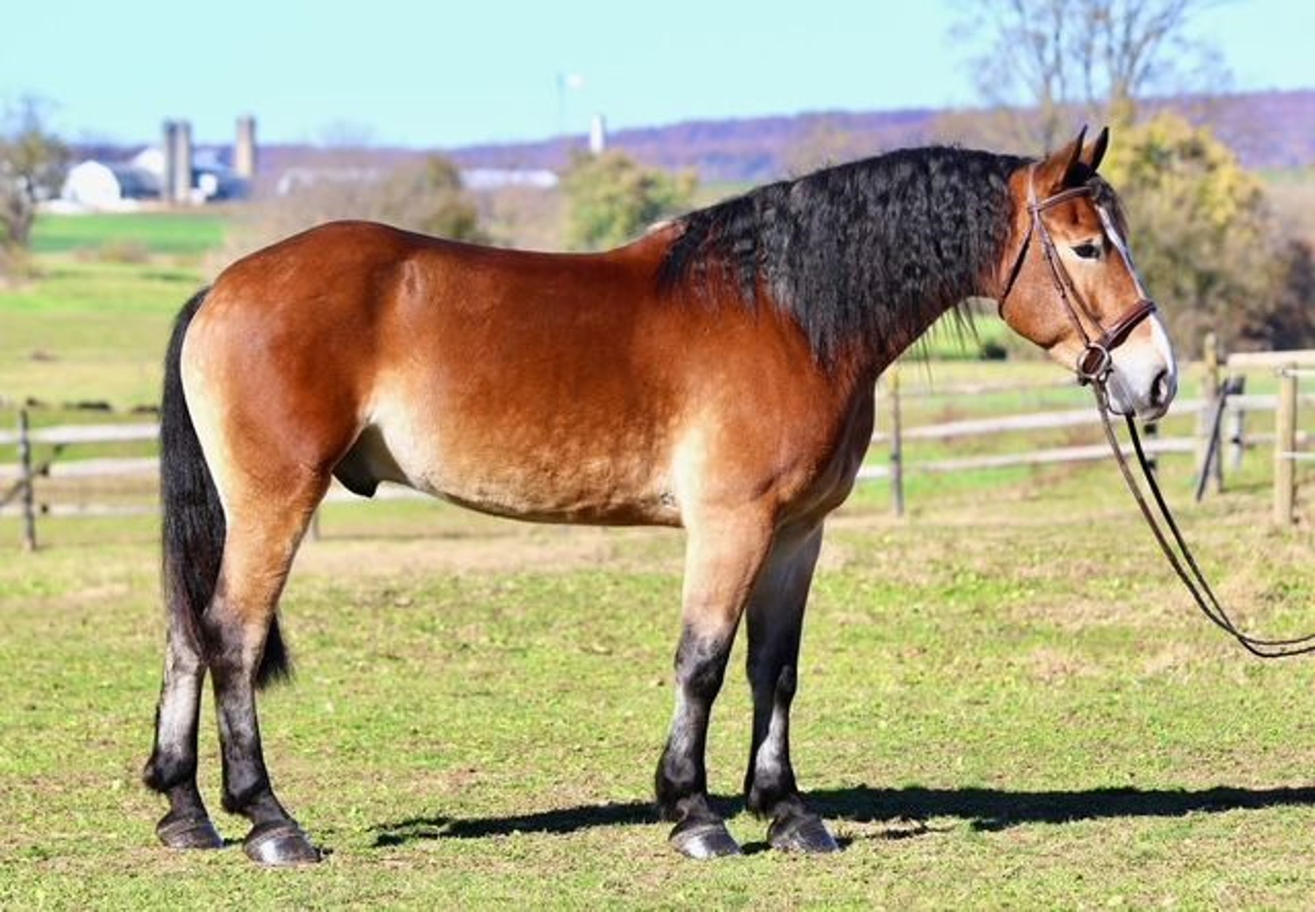 Belgian Draft Mix Gelding 5 years 16 hh Bay in Gap`