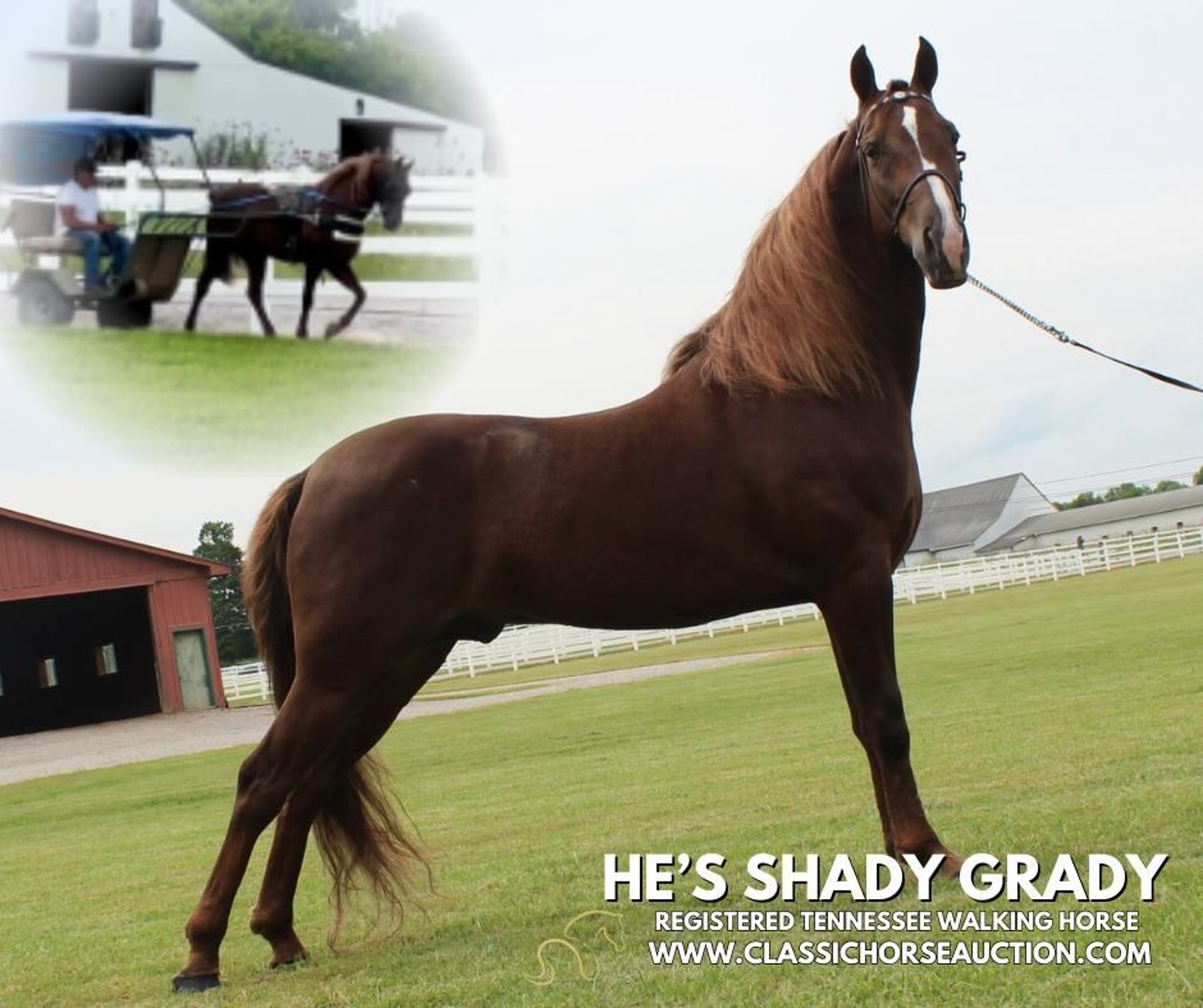 Tennessee Walking Horse Wallach 5 Jahre 142 cm Rotfuchs in Lewisburg, TN