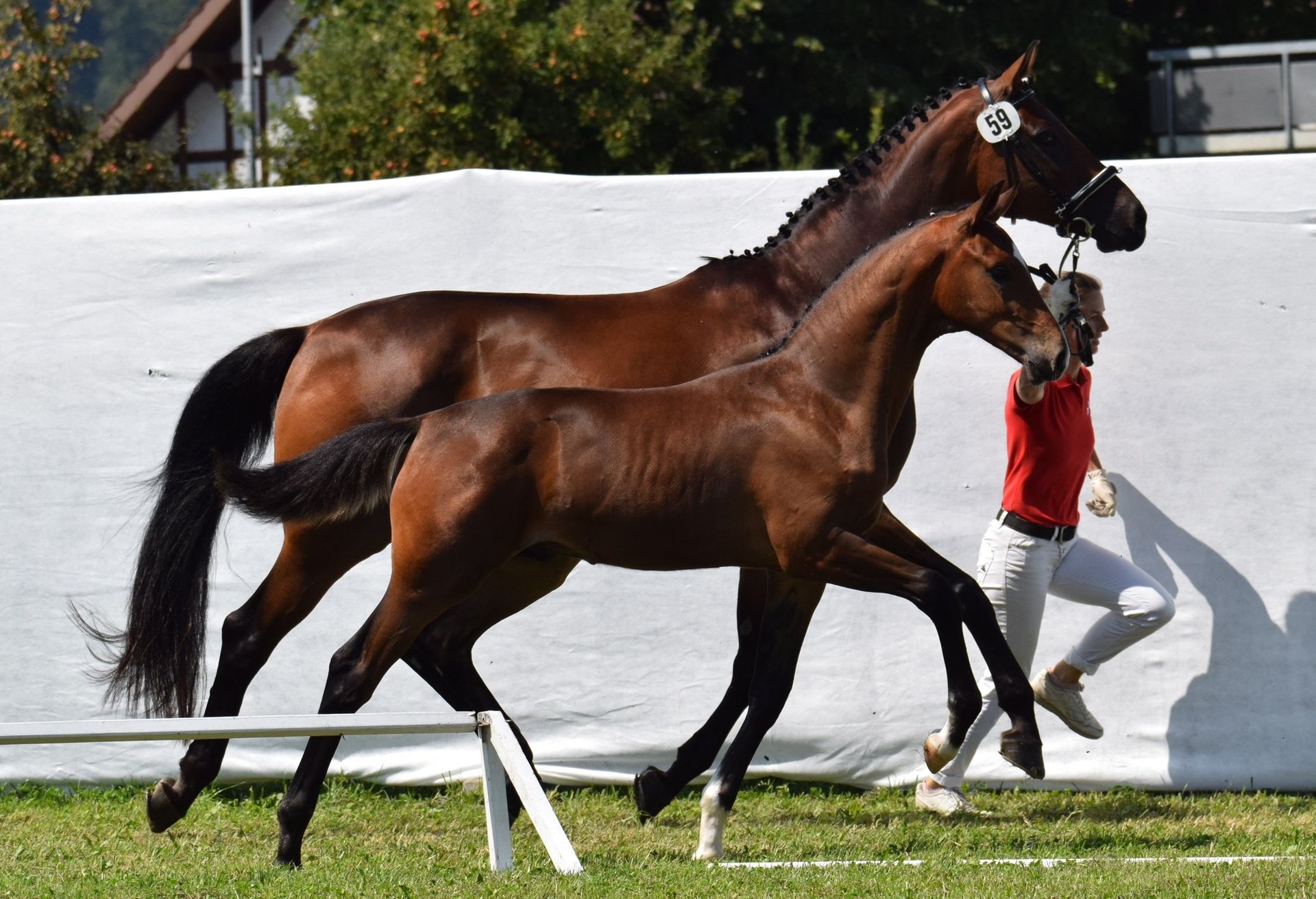 Oldenburg Stallion 1 year Bay-Dark in Schwadernau