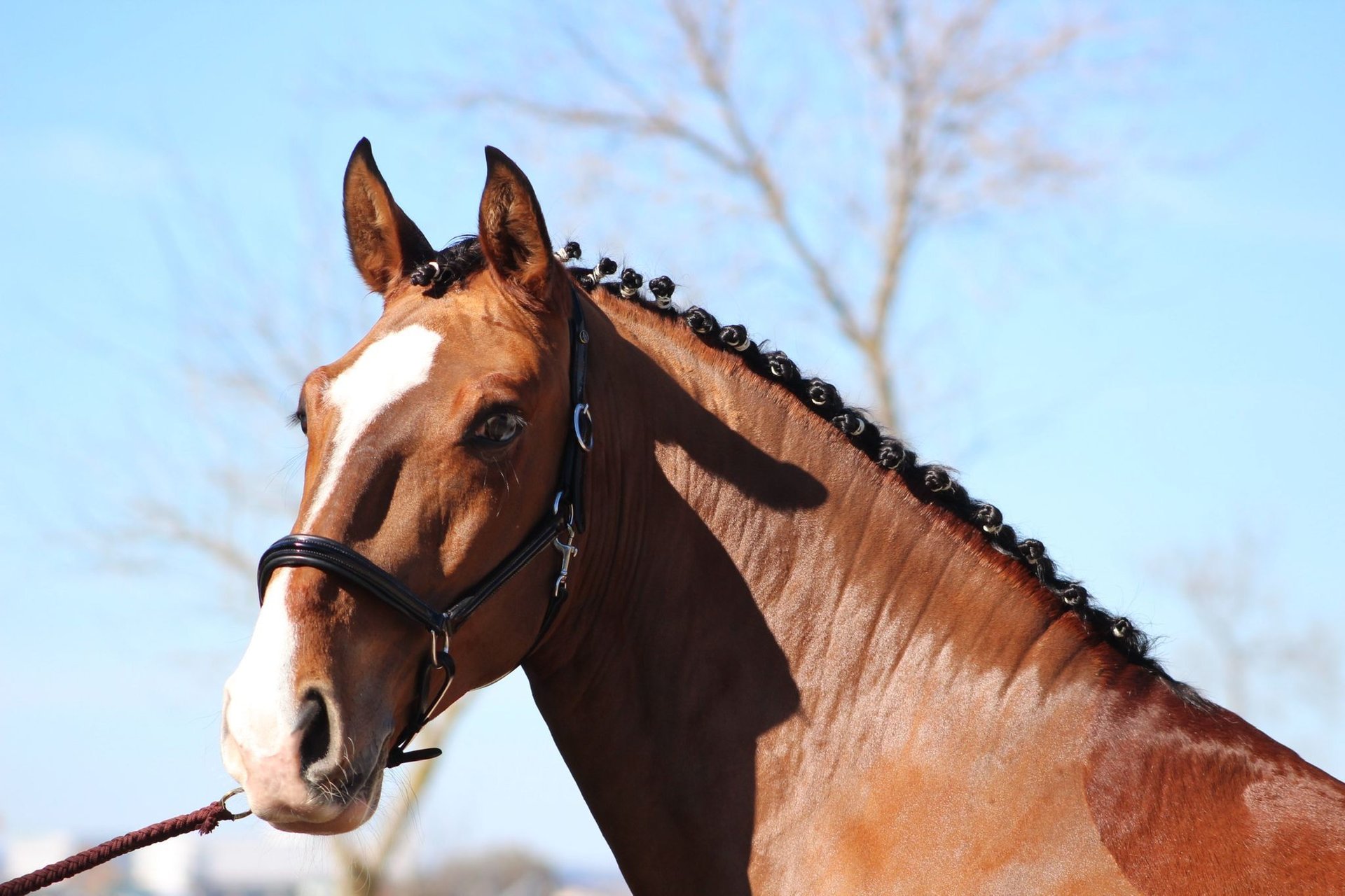 Lusitano Gelding 8 years 16 hh Brown-Light in Asten
