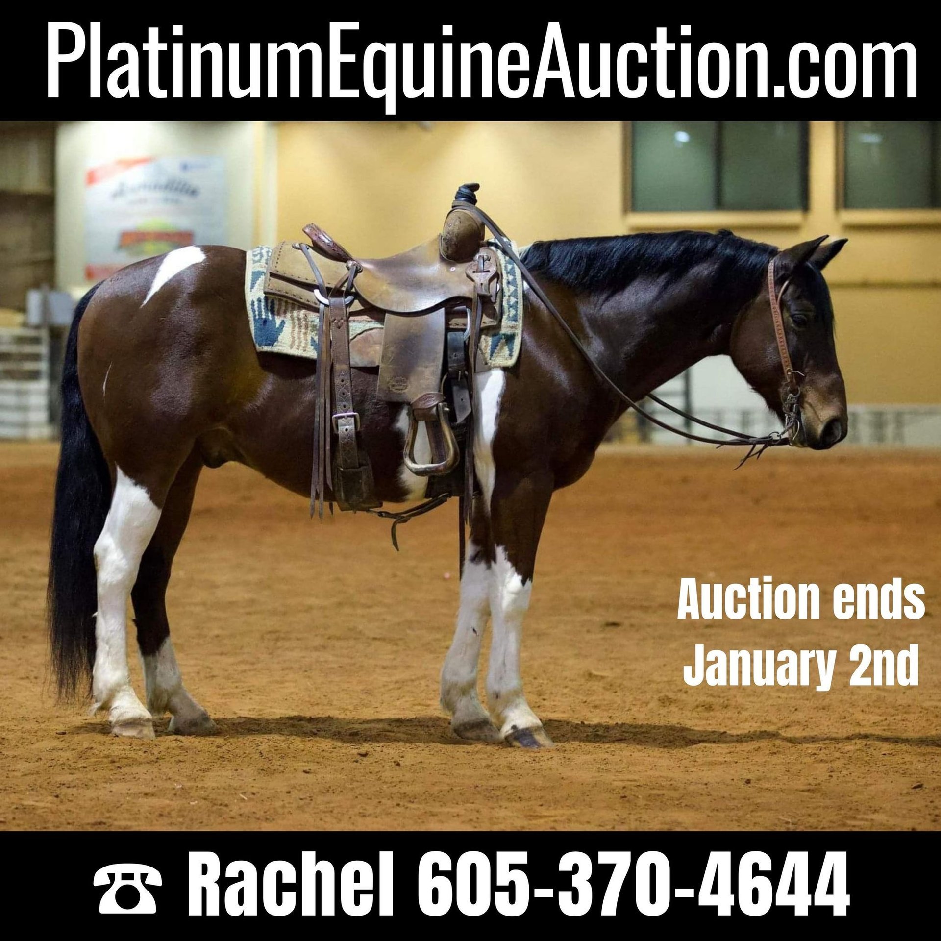 American Quarter Horse Gelding 10 years Tobiano-all-colors in RUsk TX