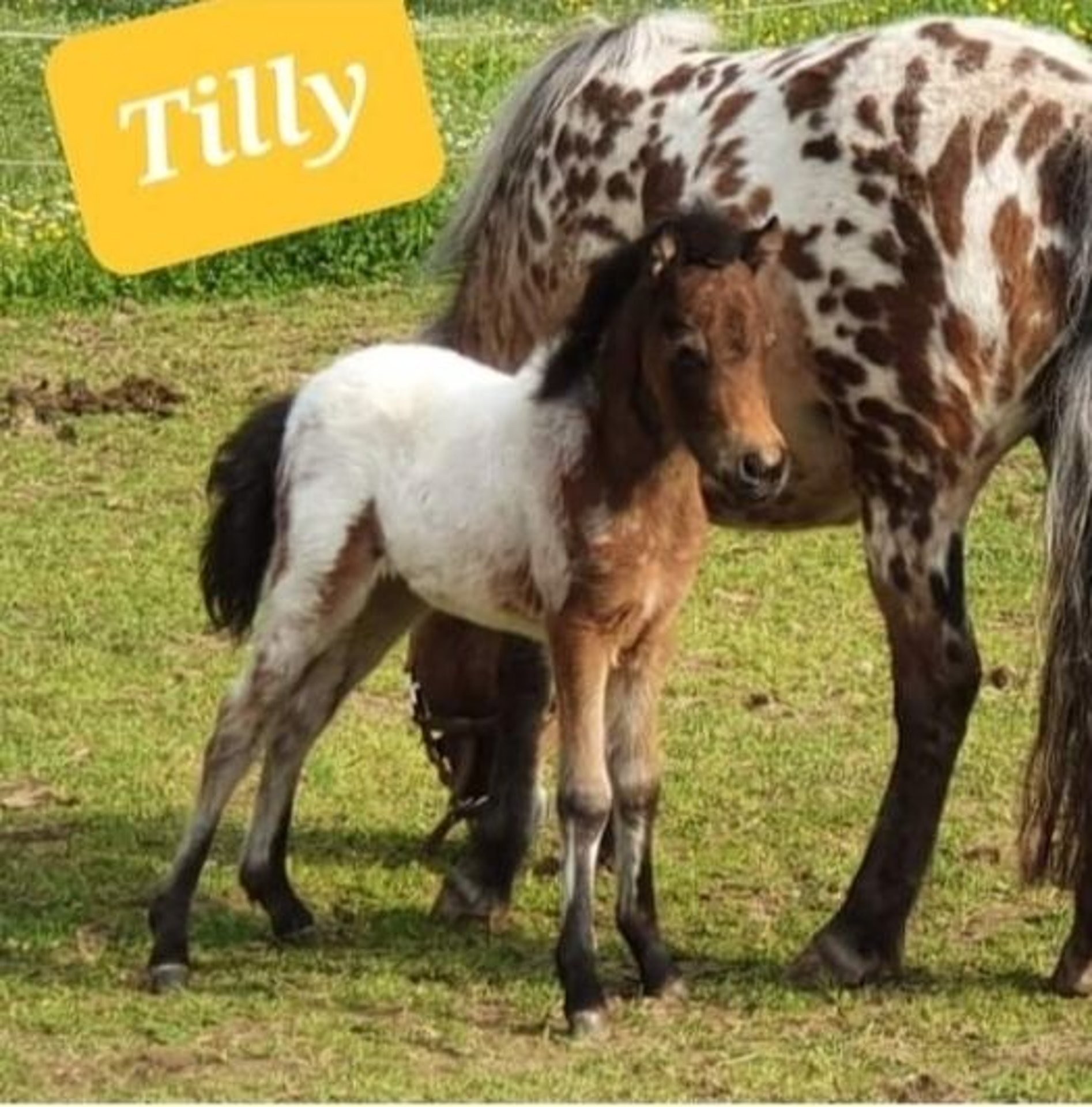 Shetland Ponys Stute 2 Jahre 112 cm Schecke in Hemsbach