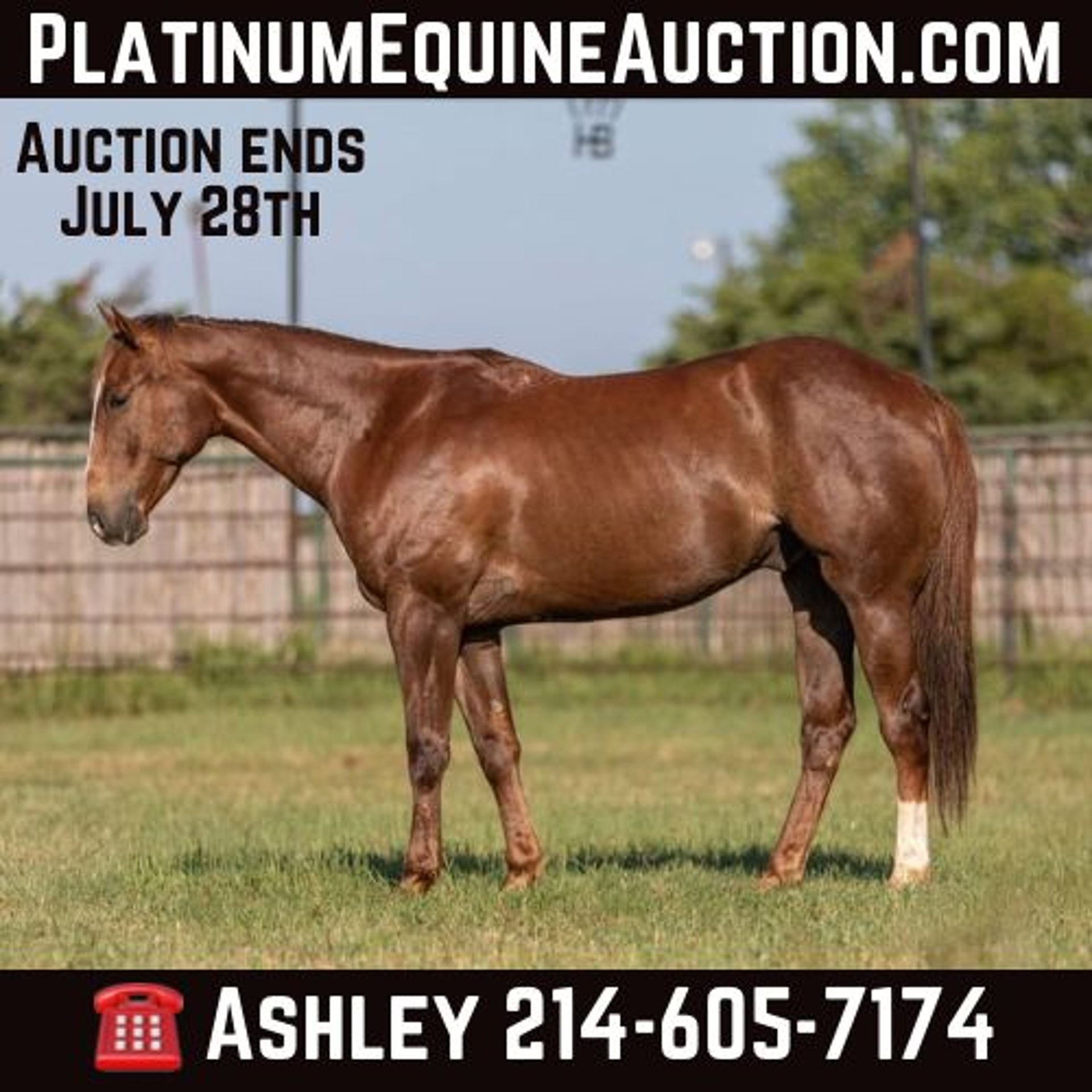 American Quarter Horse Gelding 7 years 15 hh Sorrel in Weatherford TX