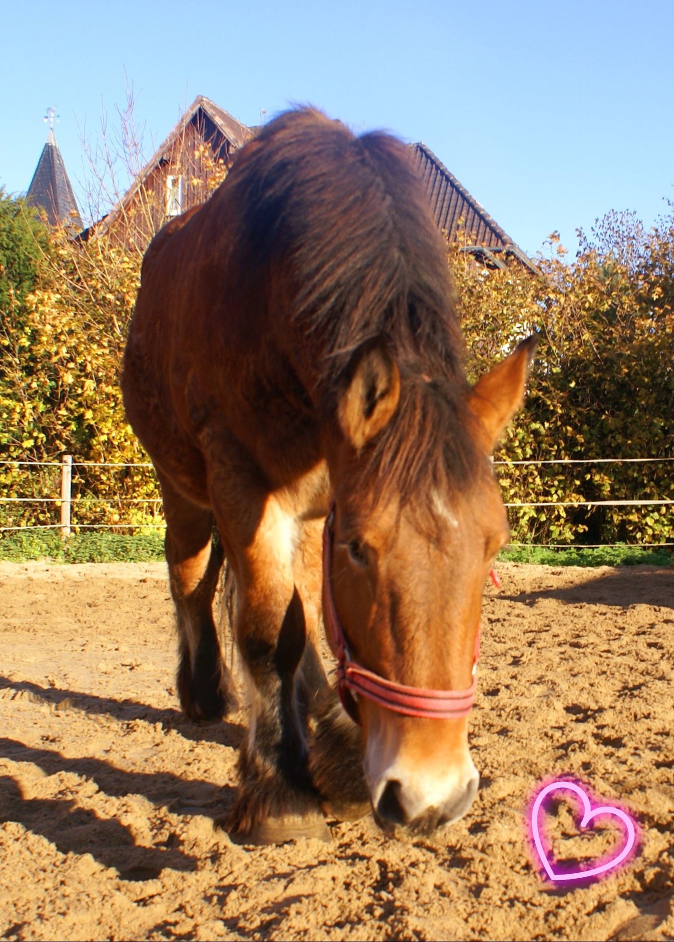 Ardennese Giumenta 2 Anni 155 cm Baio in Velpke