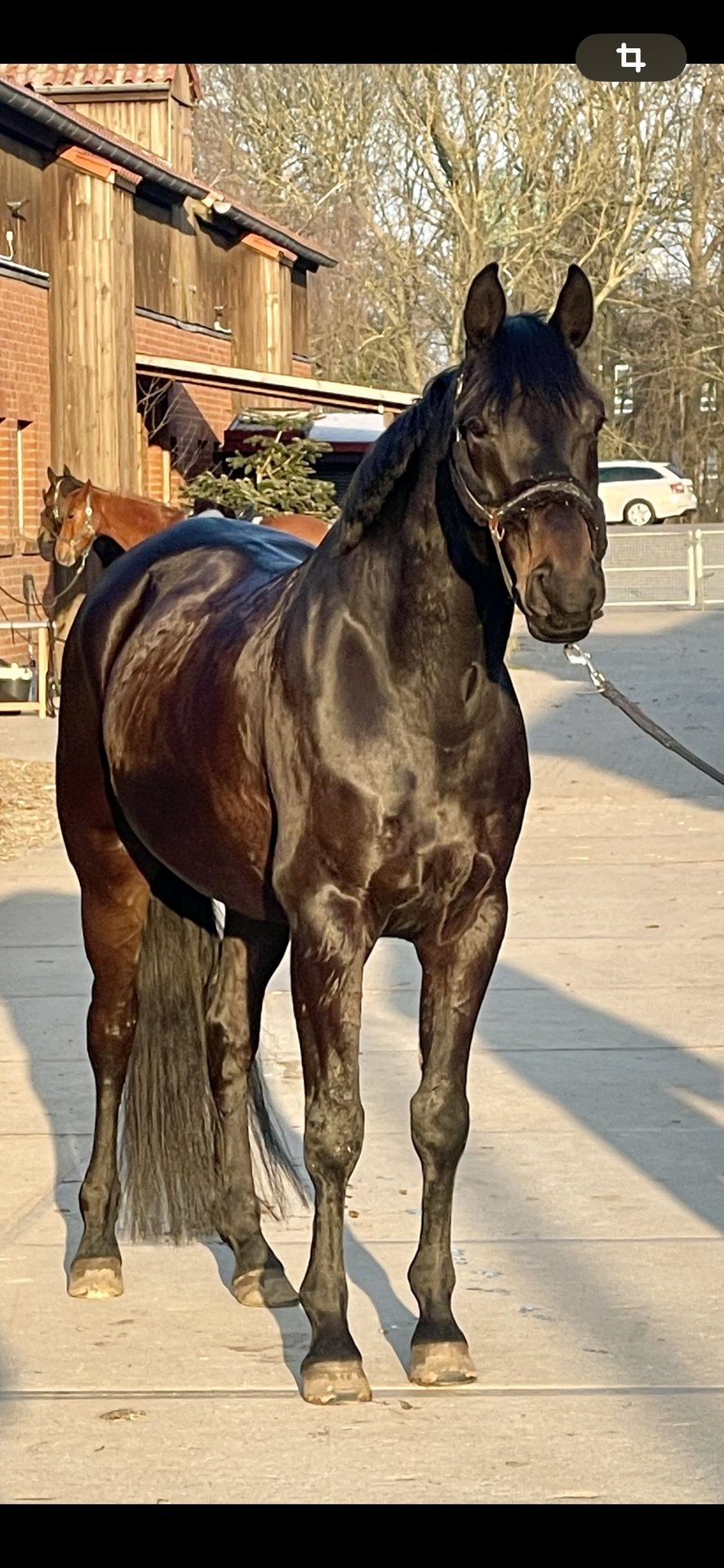 Oldenburg Gelding 7 years 16 hh Bay-Dark in Phöben
