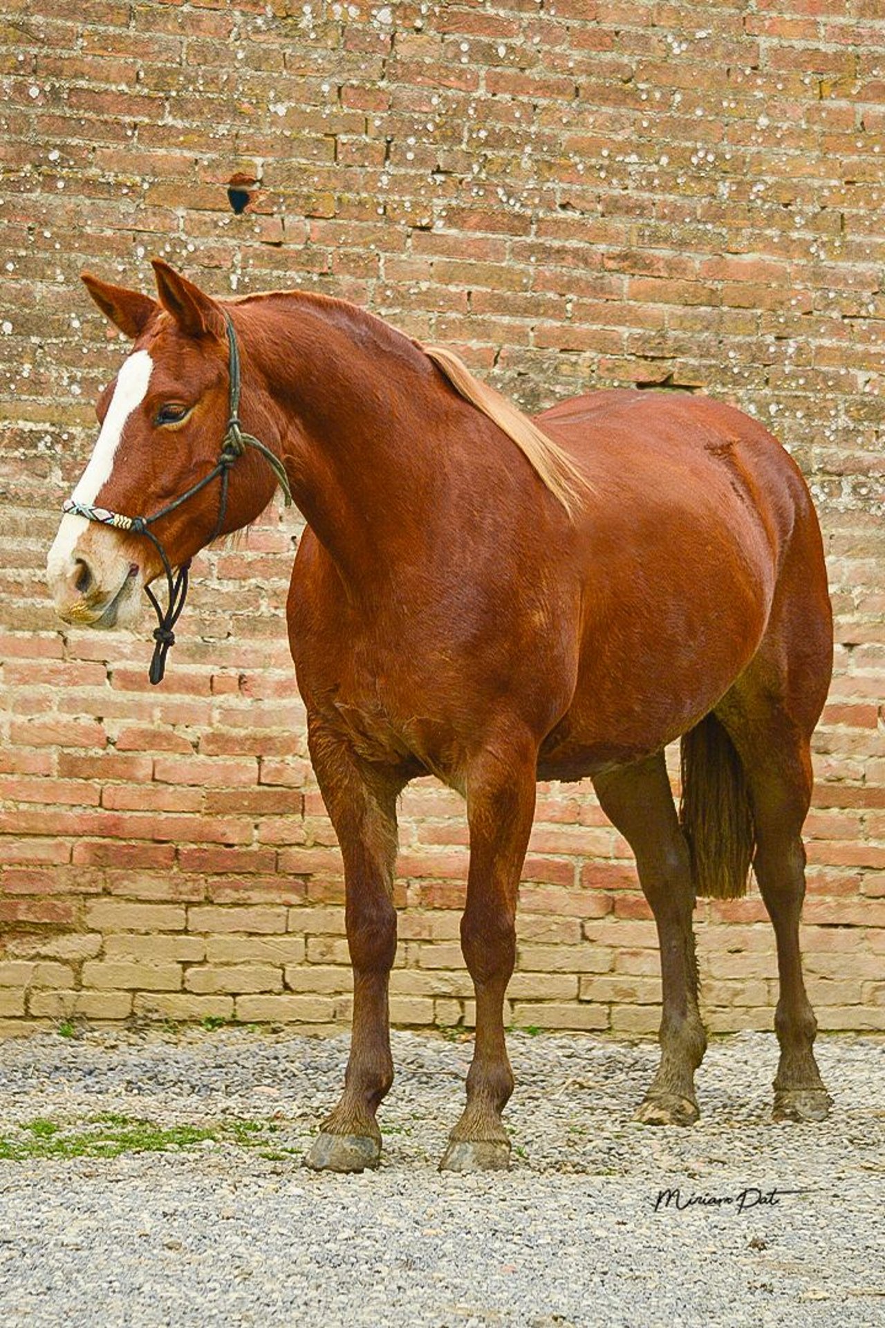Criollo Mix Stute 7 Jahre 152 cm Fuchs in Carpaneto Piacentino