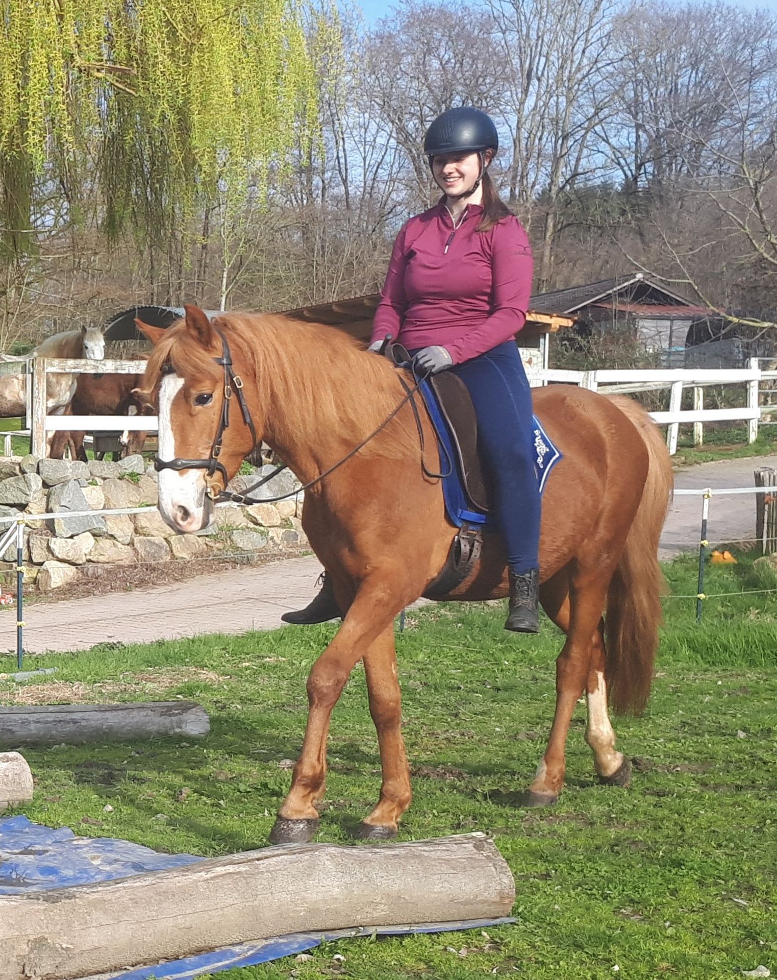 Weitere Ponys/Kleinpferde Wallach 6 Jahre 152 cm Fuchs in Bayerbach