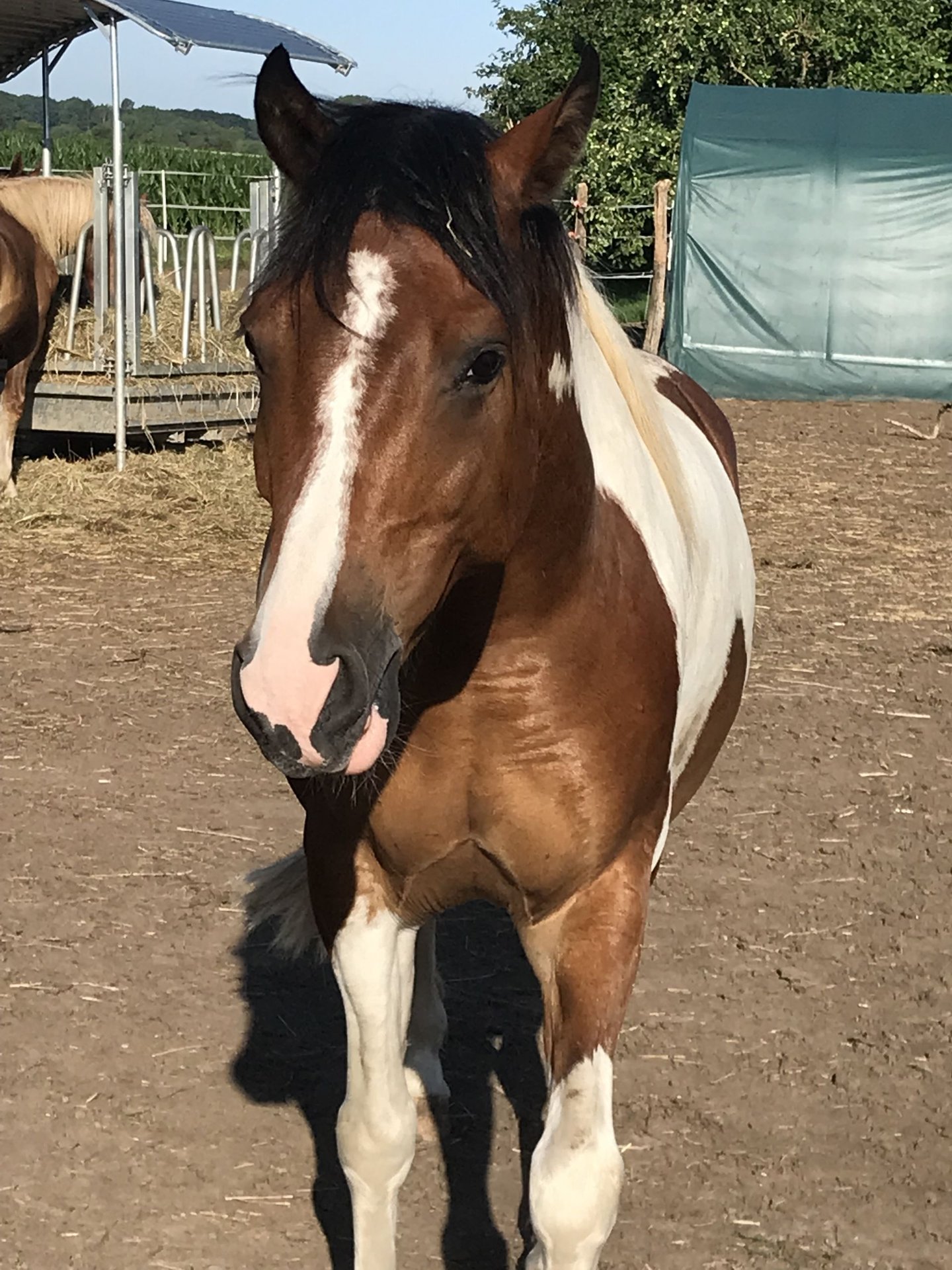 Lewitzer Mix Wallach 13 Jahre 147 cm Schecke in Neustadt am Rübenberge