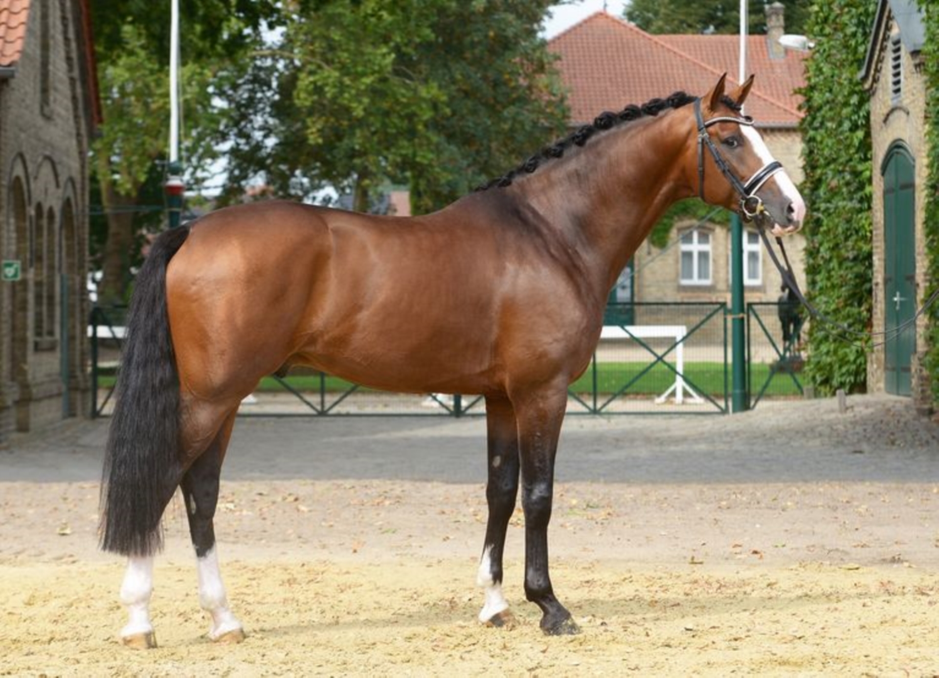 ZOOM Hannoveraner Hengst Brauner in Warendorf