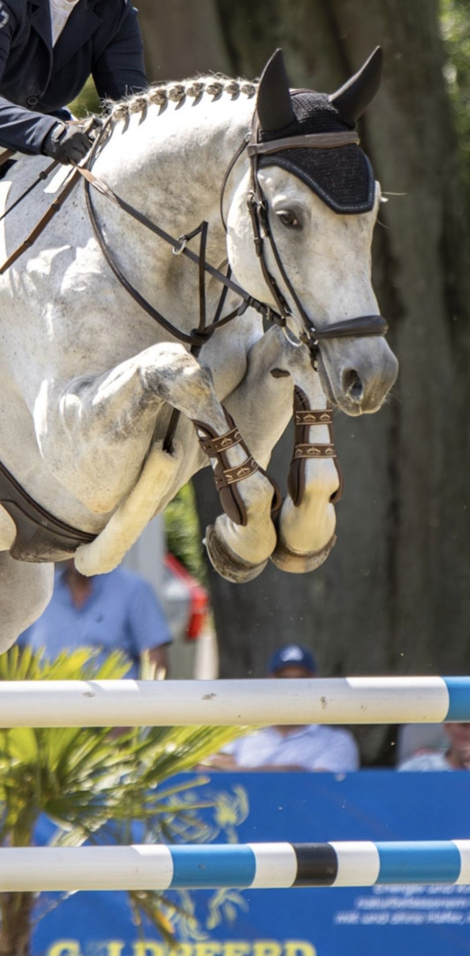 Holsteiner Wallach 9 Jahre 174 cm Apfelschimmel in Mallentin