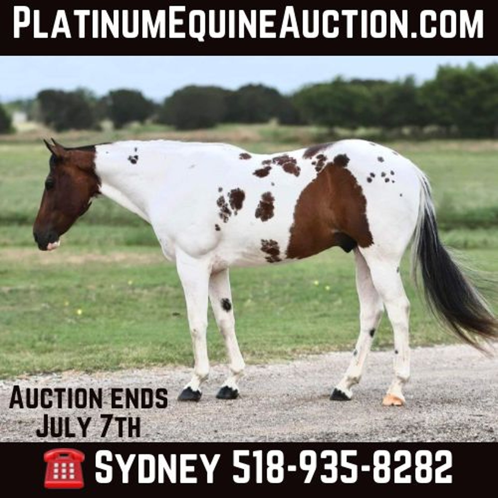 American Quarter Horse Gelding 10 years Tobiano-all-colors in Granbury TX