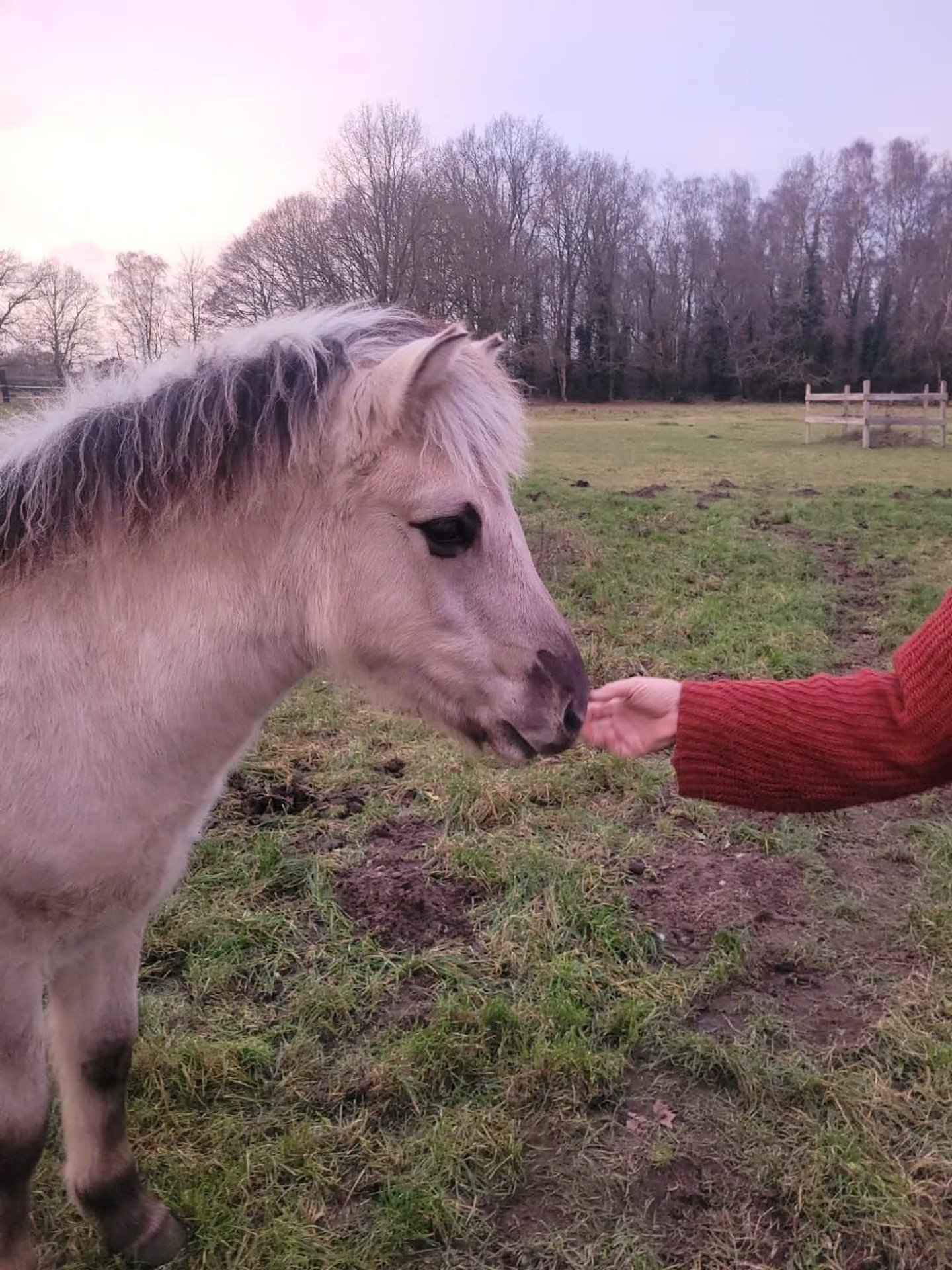 Fjordpferde Hengst 1 Jahr 145 cm Falbe in Klein Pampau