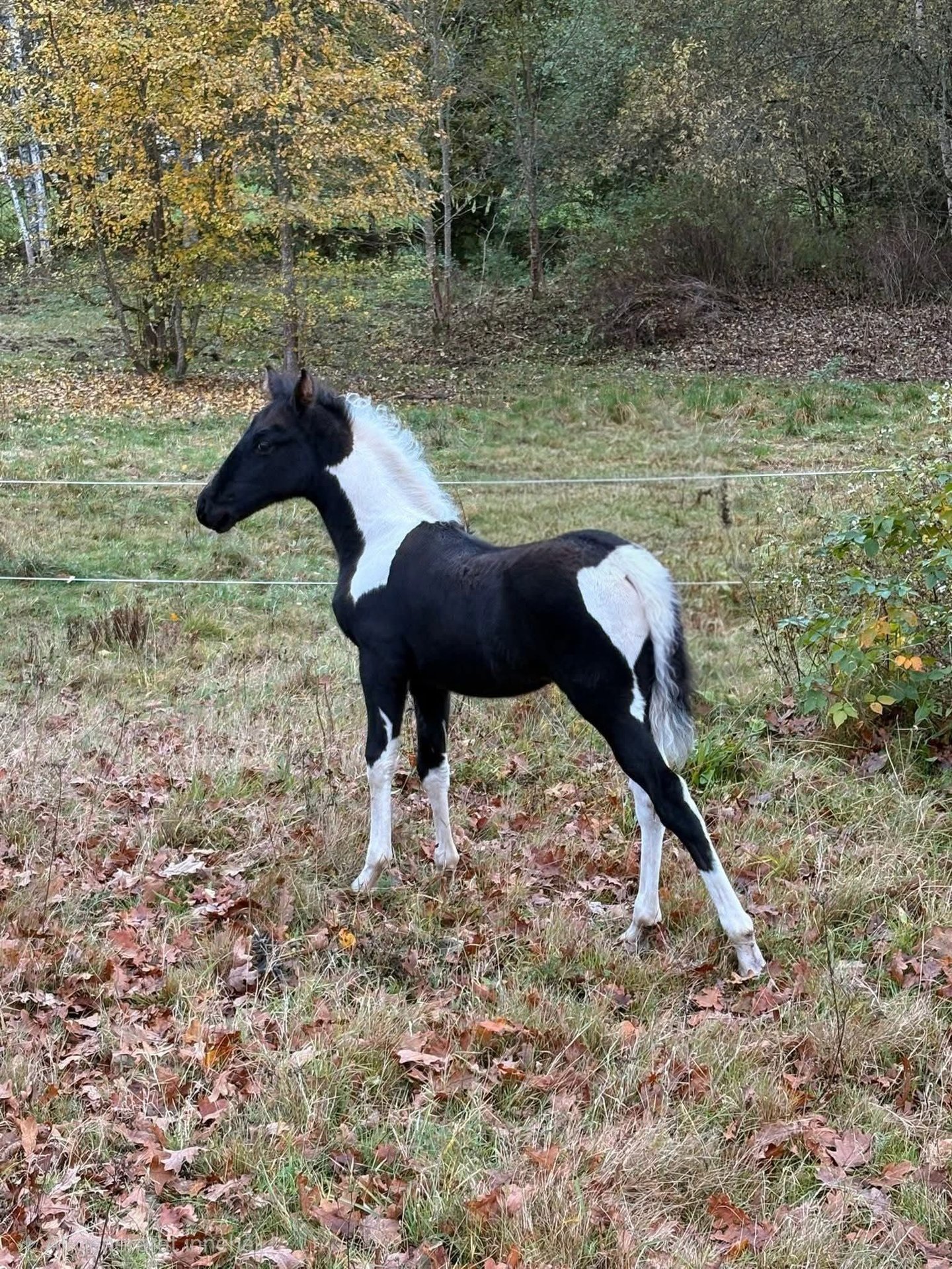 Tennessee walking horse Étalon Poulain (08/2025) 165 cm Pinto in Diö
