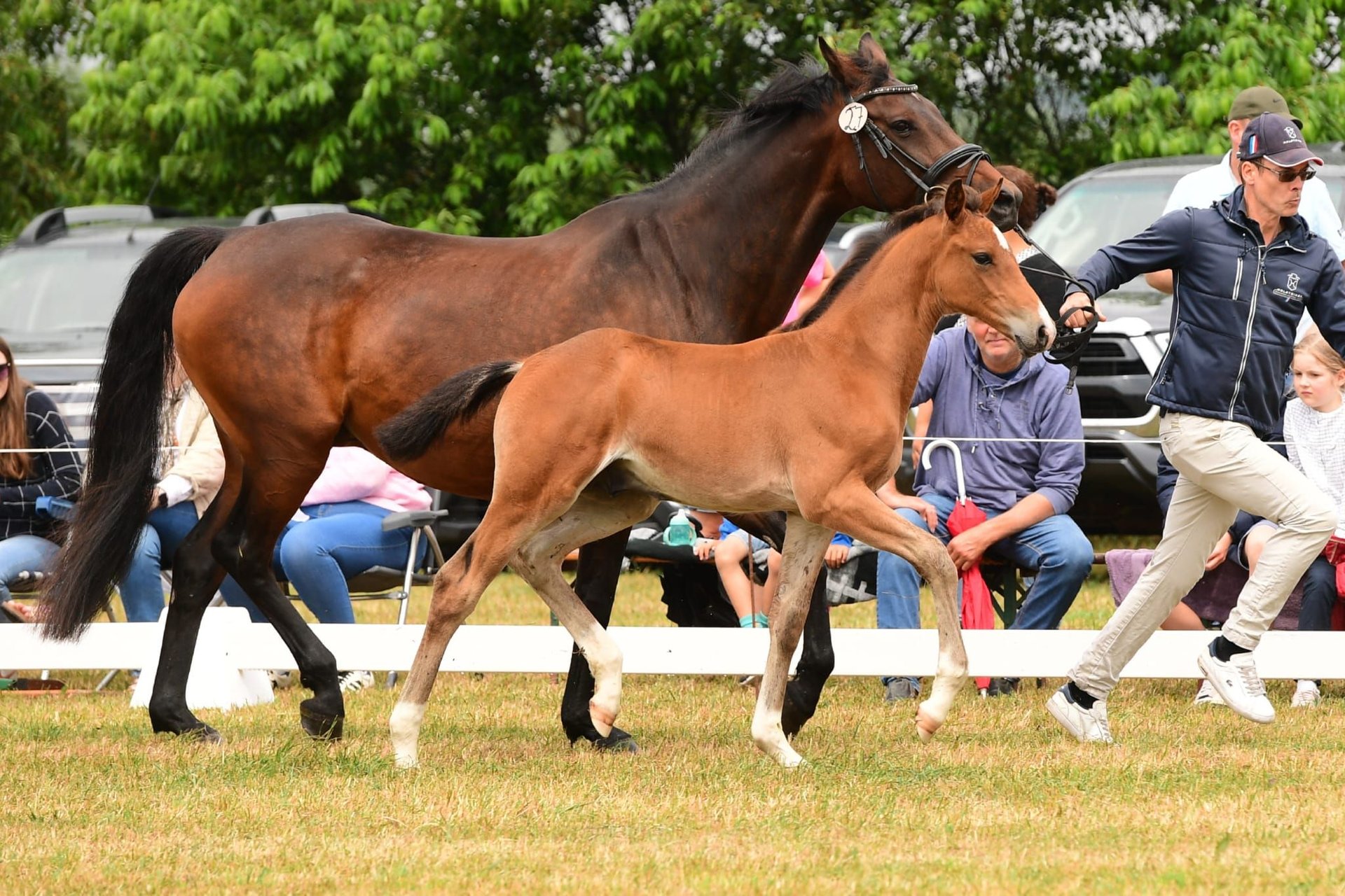 Holsteiner Étalon Poulain (05/2025) Bai in Midlum/Föhr