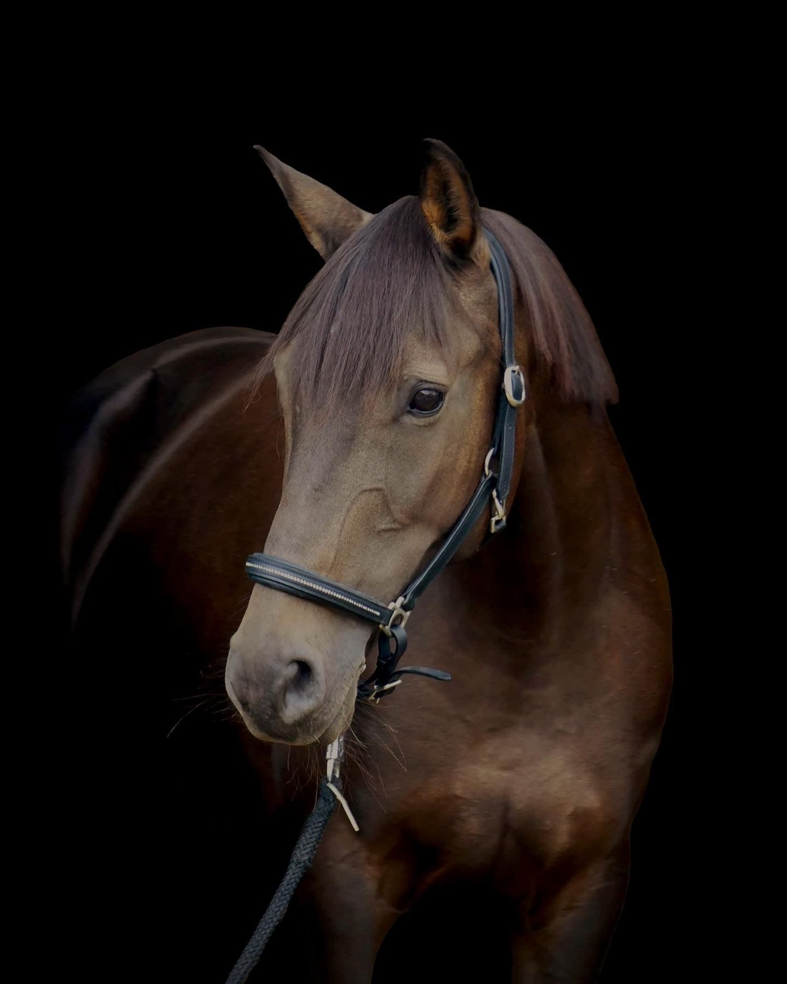 PRE Mix Mare 13 years 14,3 hh Chestnut in Witten