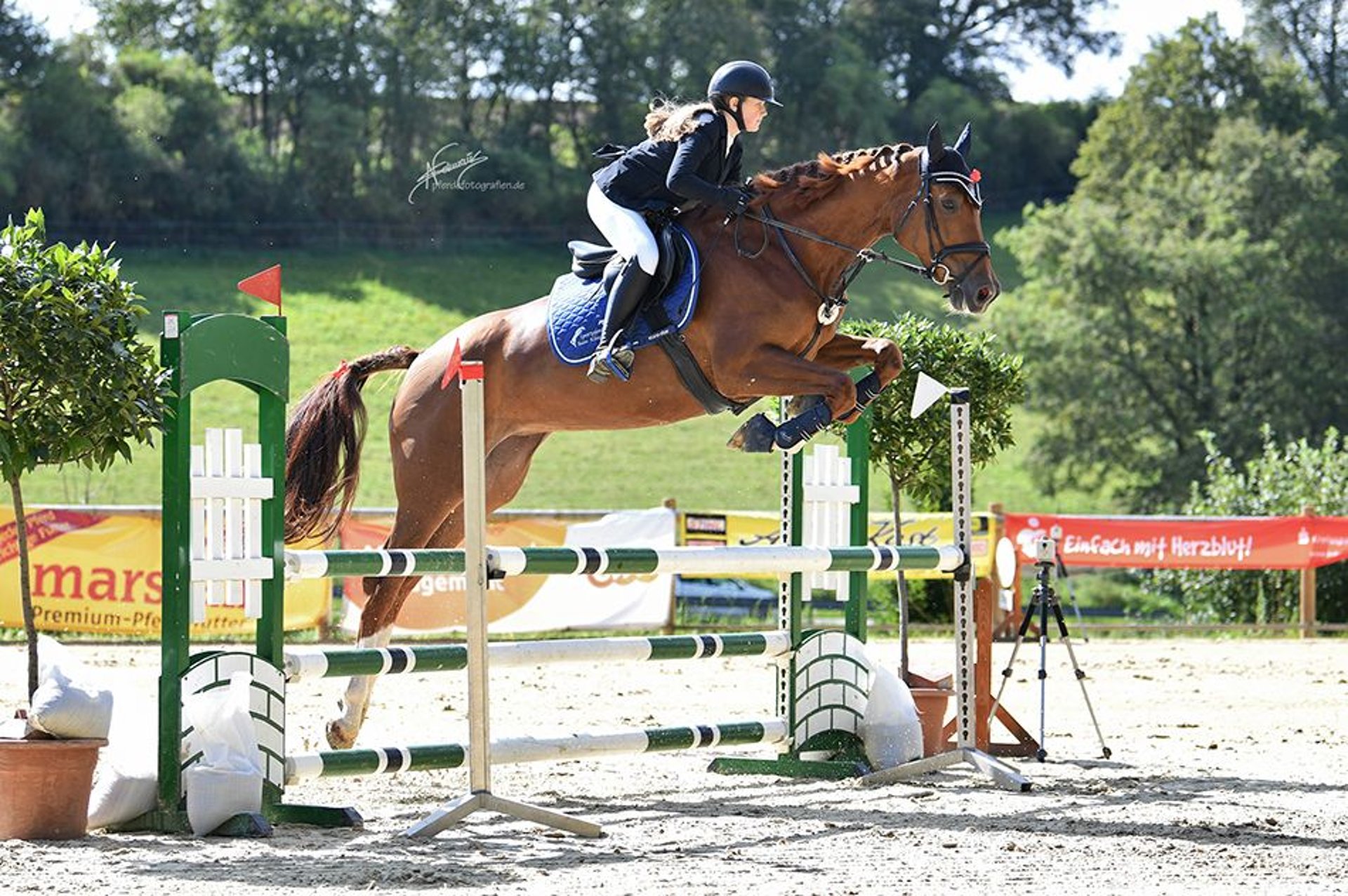 Oldenburger Springpferd Stute 7 Jahre 168 cm Fuchs in RüscheidAnhausen