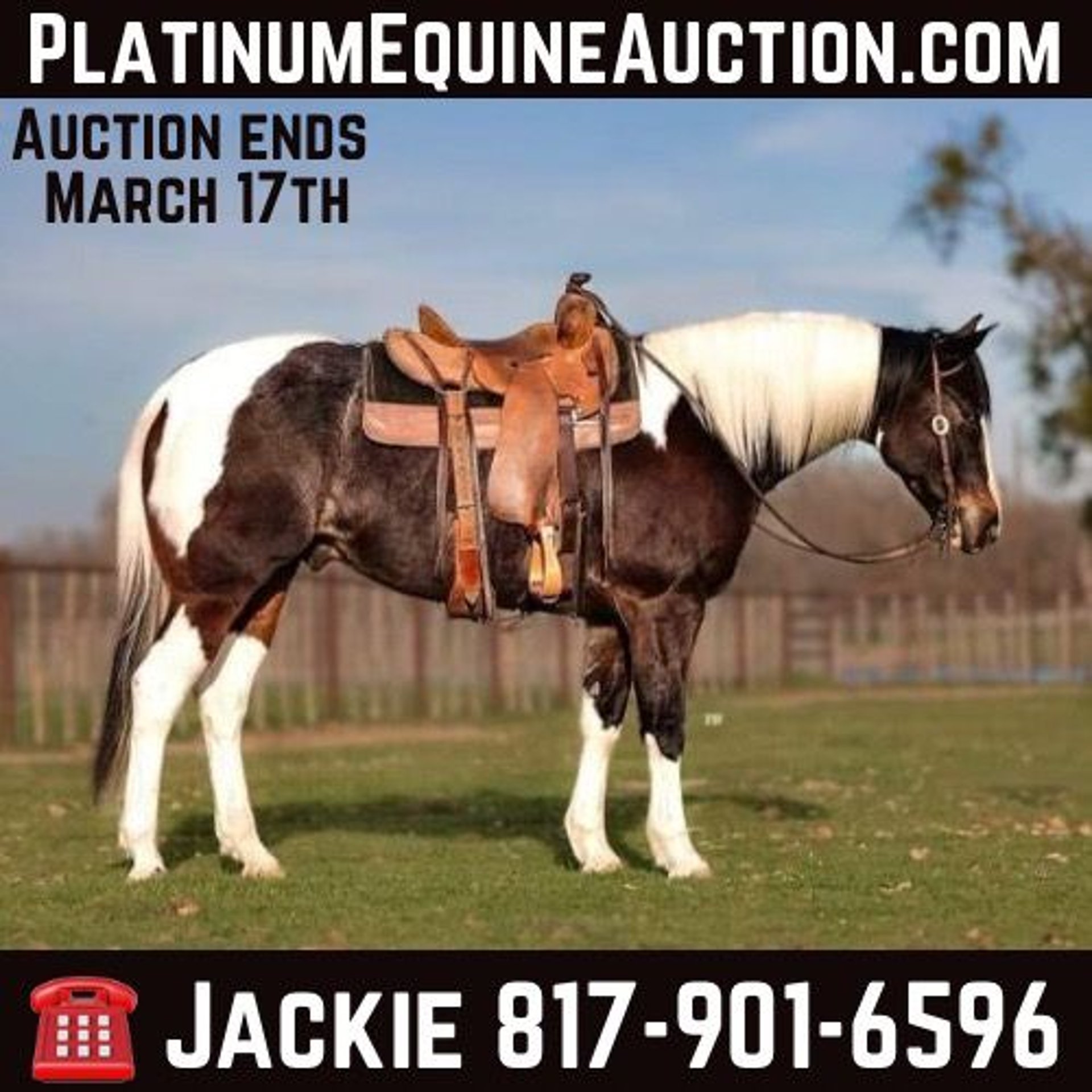 American Quarter Horse Gelding 9 years 15,1 hh Tobiano-all-colors in ...