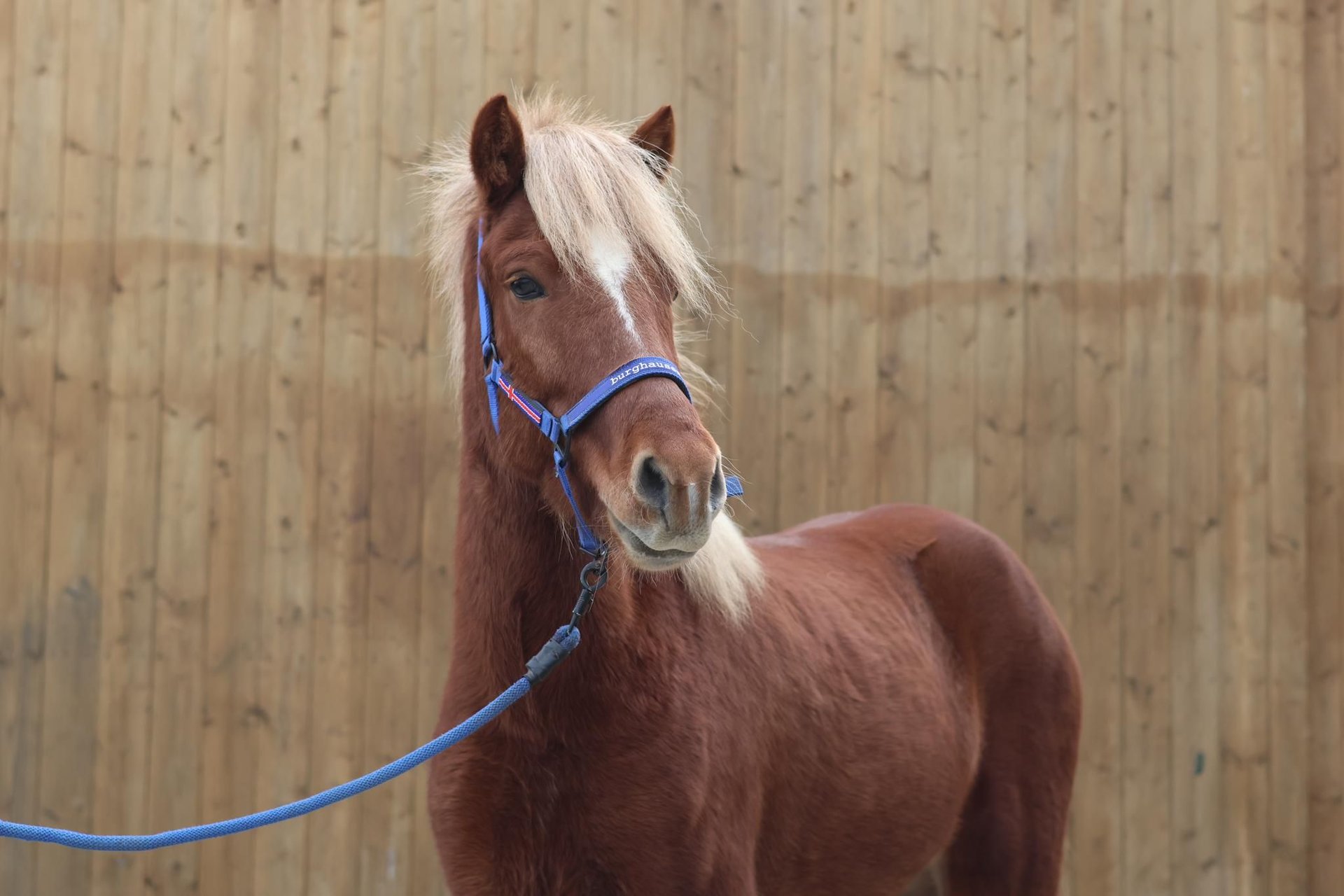 Islandpferd Wallach 7 Jahre Fuchs in Straßwalchen