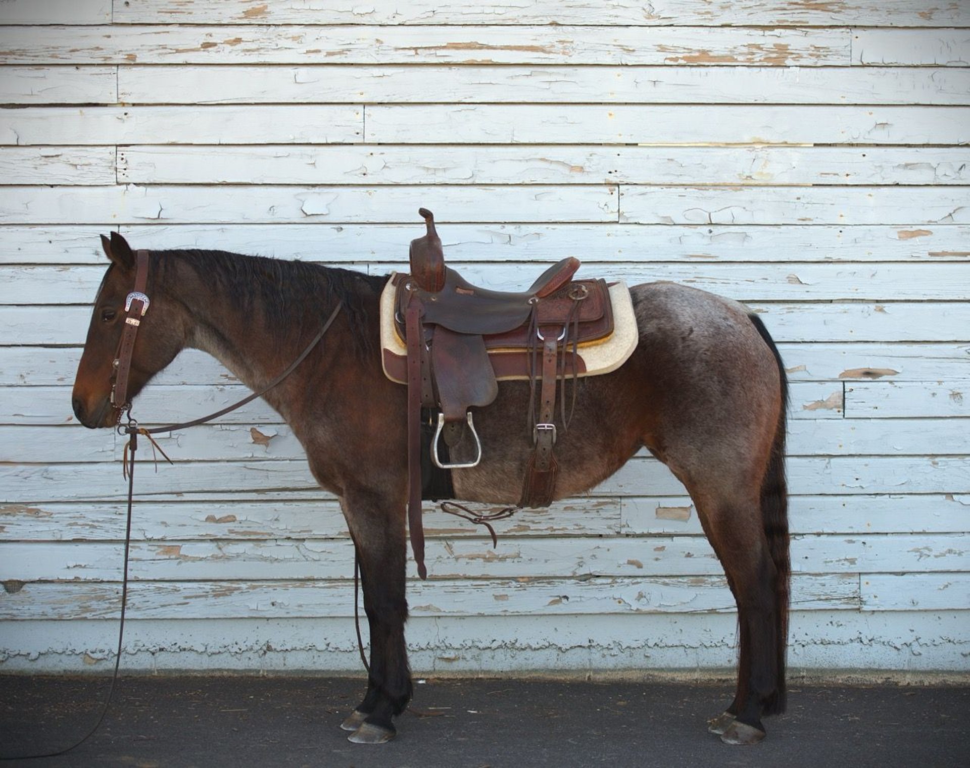 American Quarter Horse Mare 16 years 15 hh Bay in Lancaster