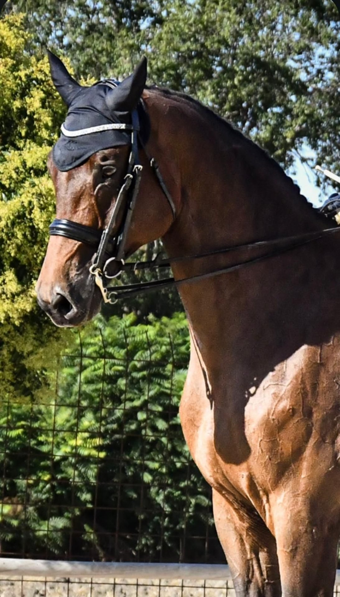 Hanoverian Gelding 13 years 17,2 hh Brown in Ciempozuelos