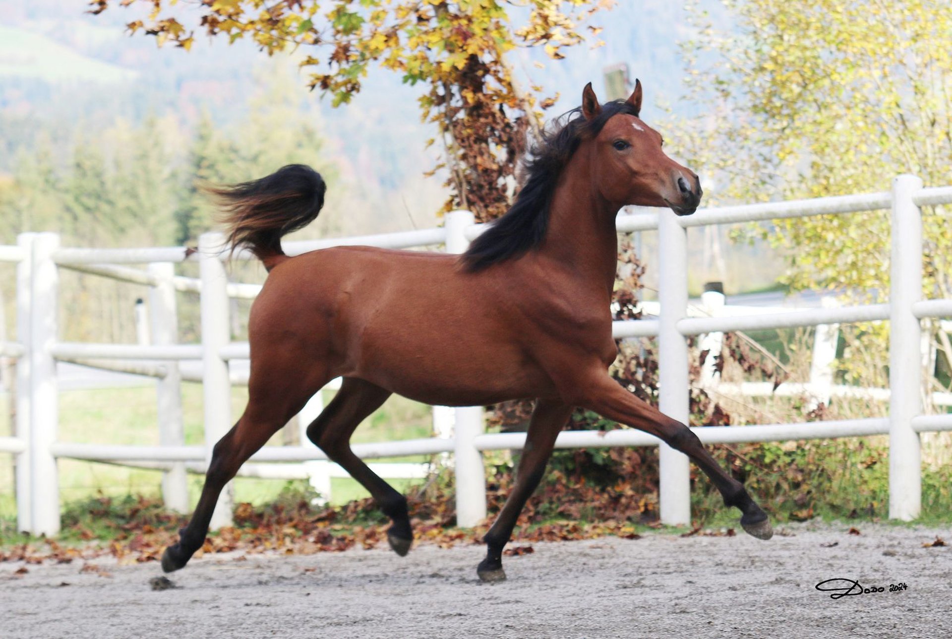 Arabian horses Mare 2 years 13,3 hh Brown in Söll