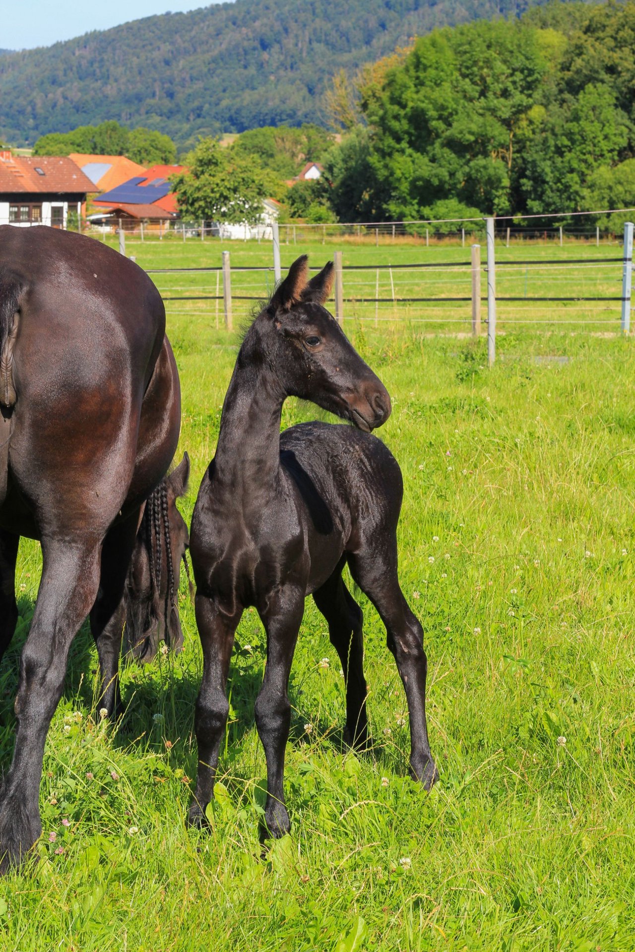 Friesian horses Stallion Foal (06/2024) Black in Oberweser