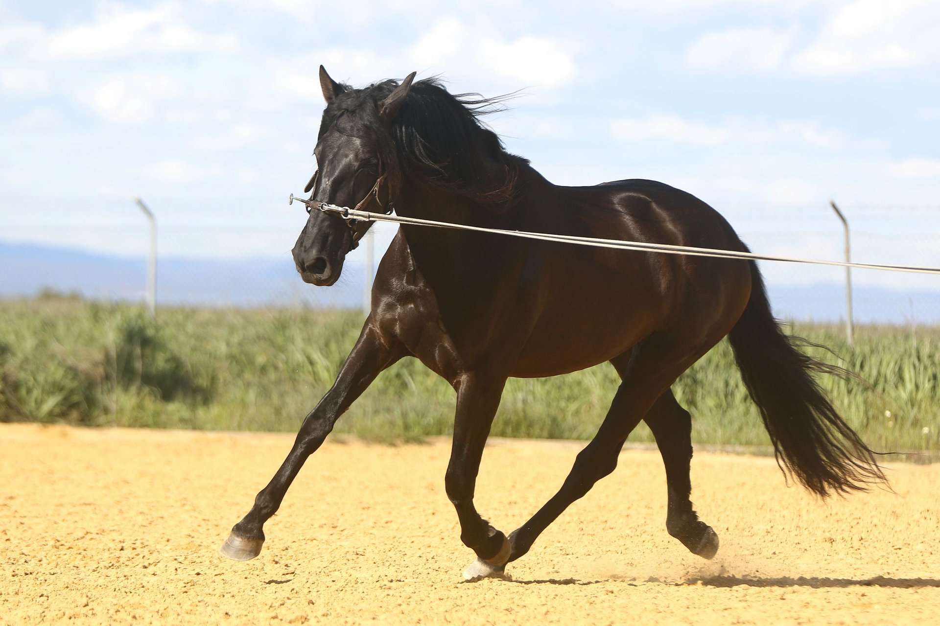 PRE Stute 4 Jahre 160 cm Rappe in Carmona
