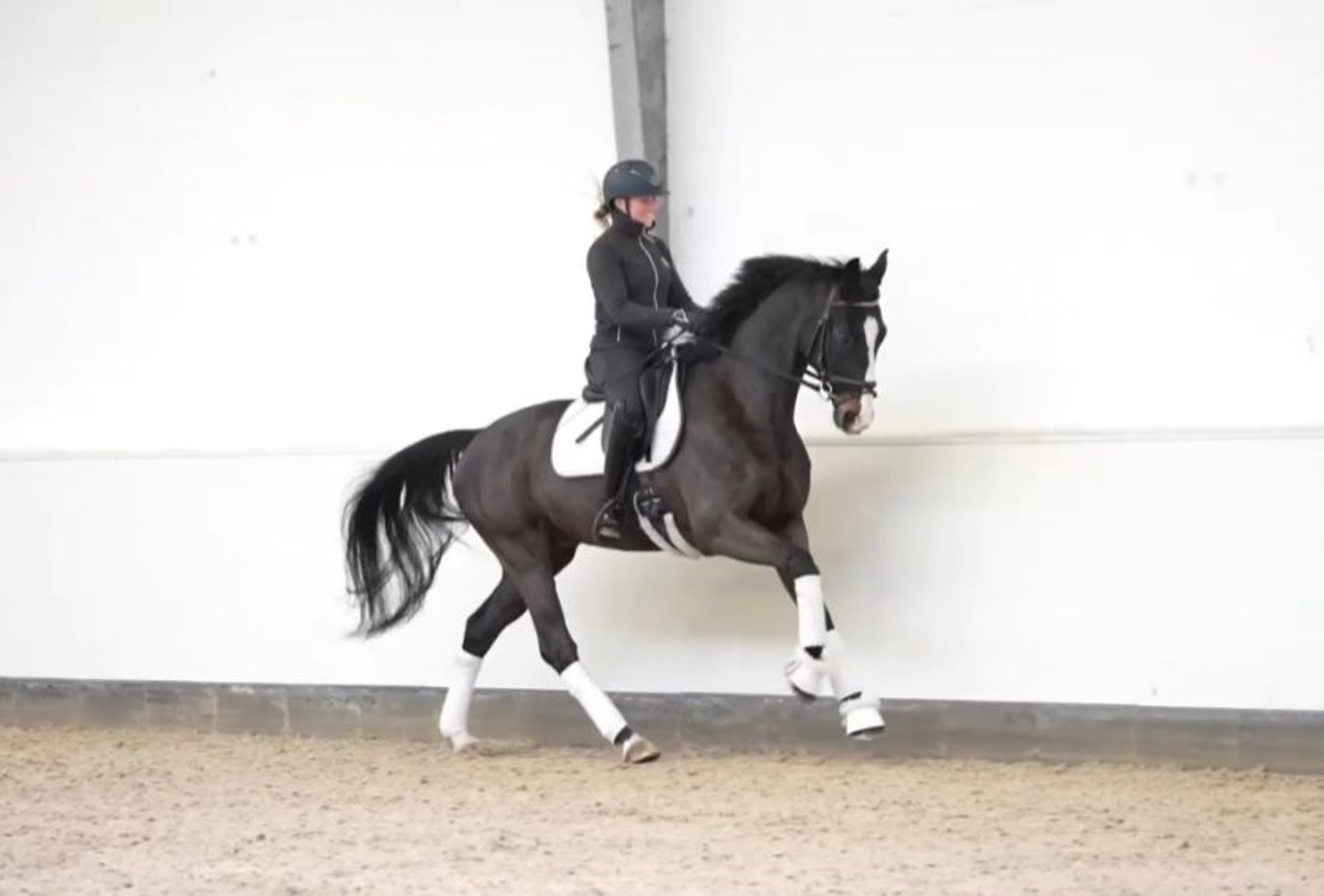Oldenburg Gelding 7 years 16,1 hh in Stade
