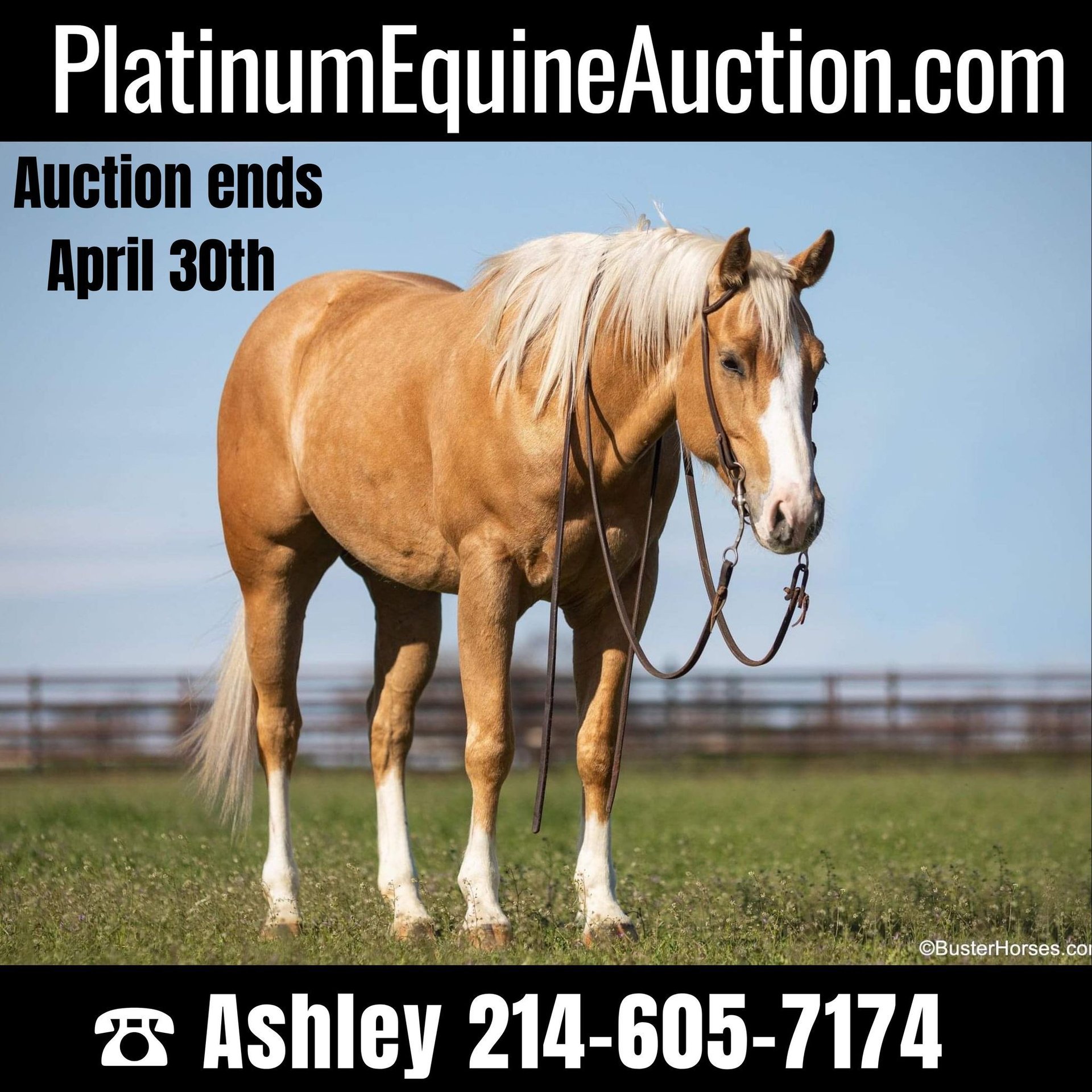 American Quarter Horse Mare 8 years Palomino in Weatherford TX