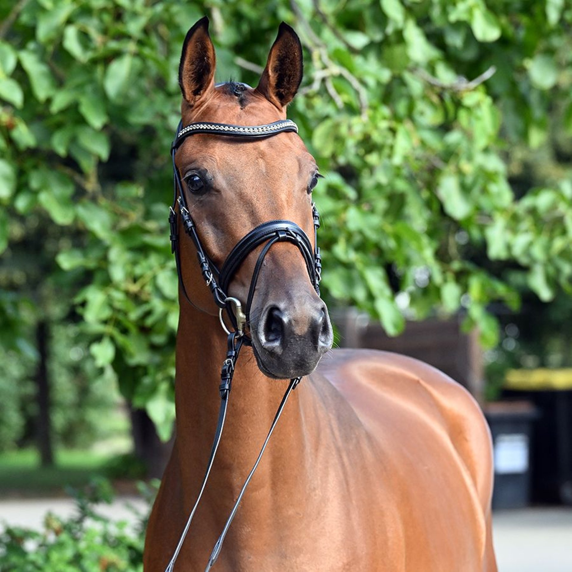 Hanoverian Gelding 4 years 16,1 hh Brown in Bad Bevensen