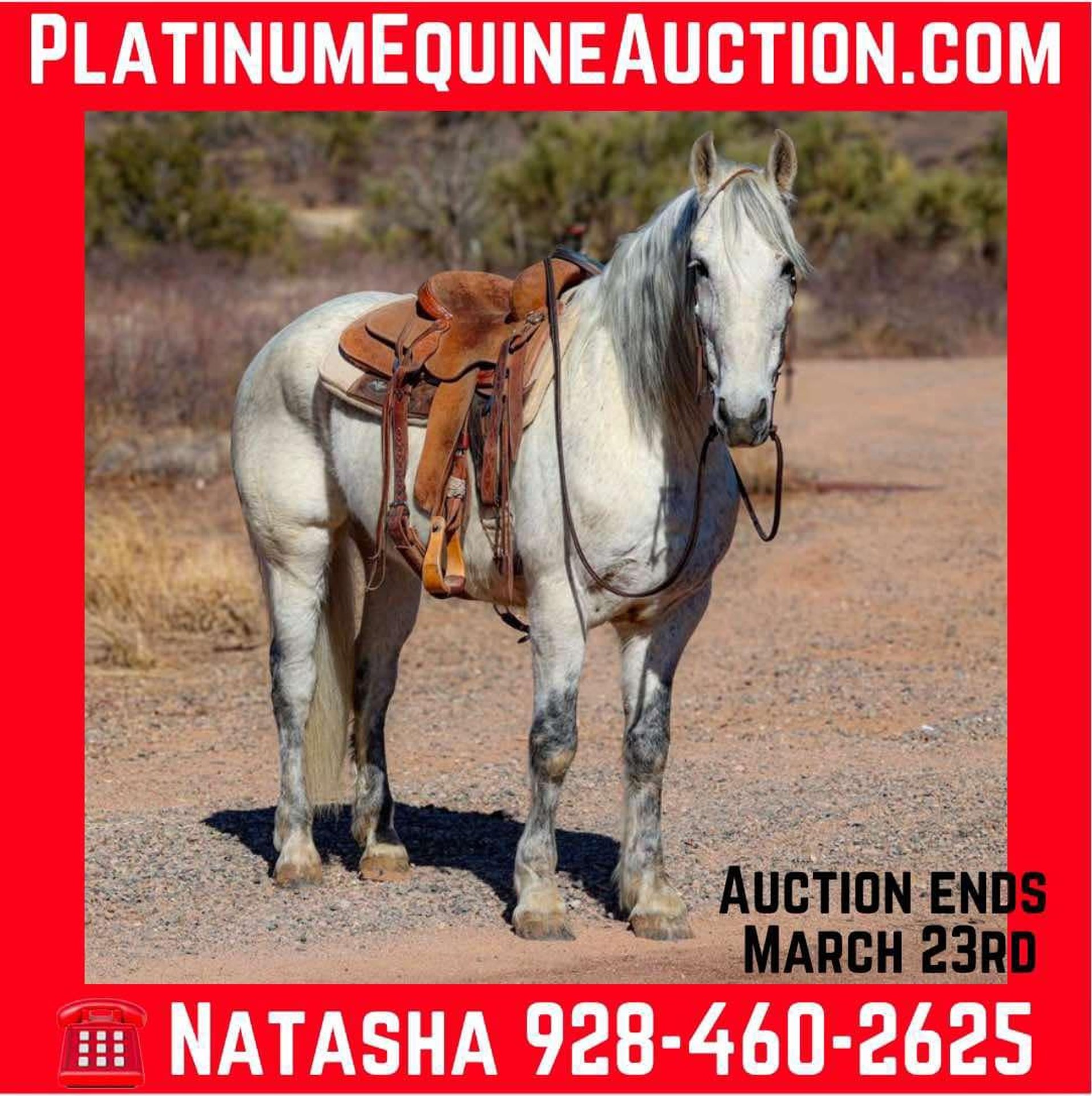 Warlander Gelding 11 years 15,1 hh Grey in Camp Verde Az