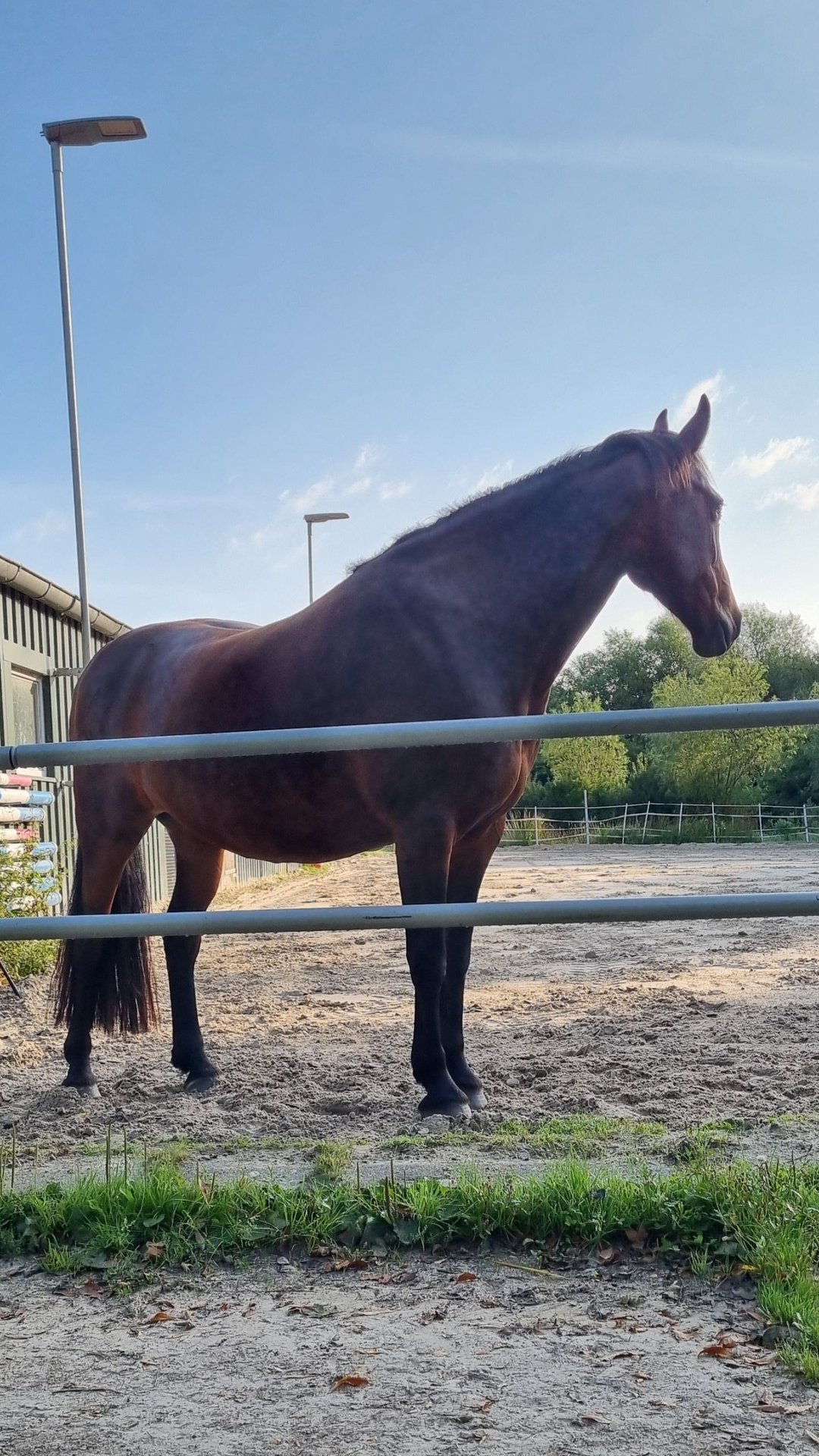 Friesian horses Mix Mare 10 years 16,1 hh Bay-Dark in Norden