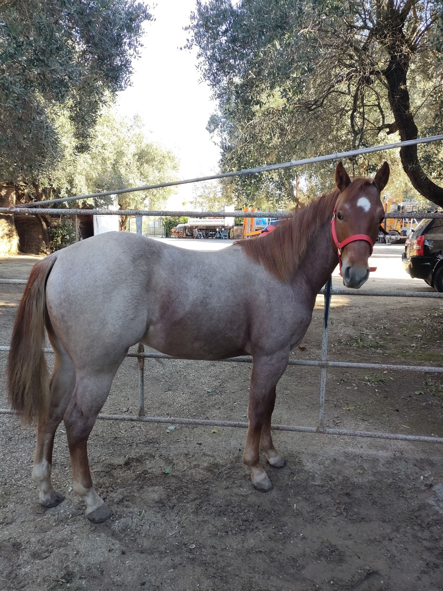 American Quarter Horse Stallone 1 Anno 139 cm Roano rosso in Marino