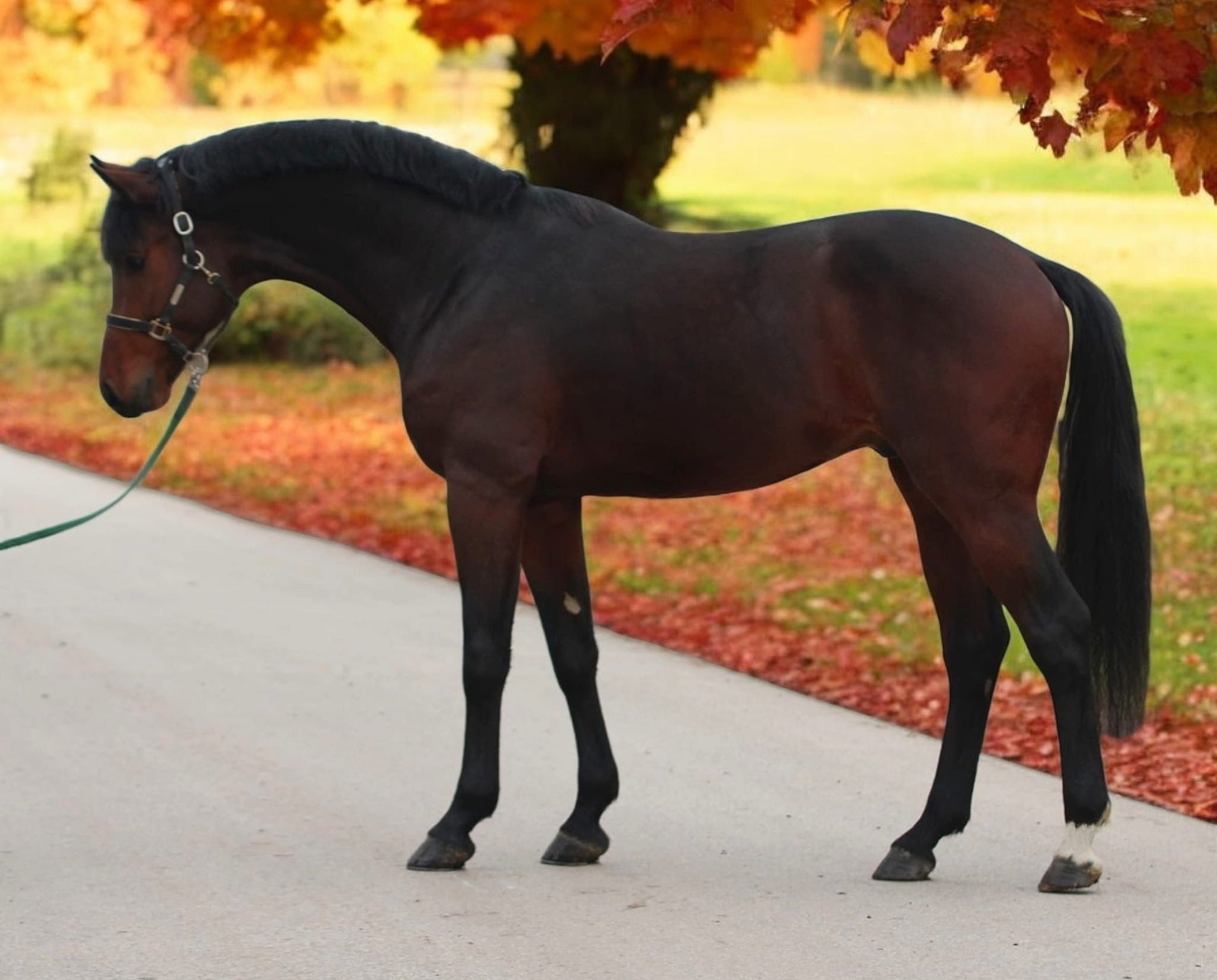 Anglo European Studbook Stallion 4 years 16,2 hh Brown in Halbenrain