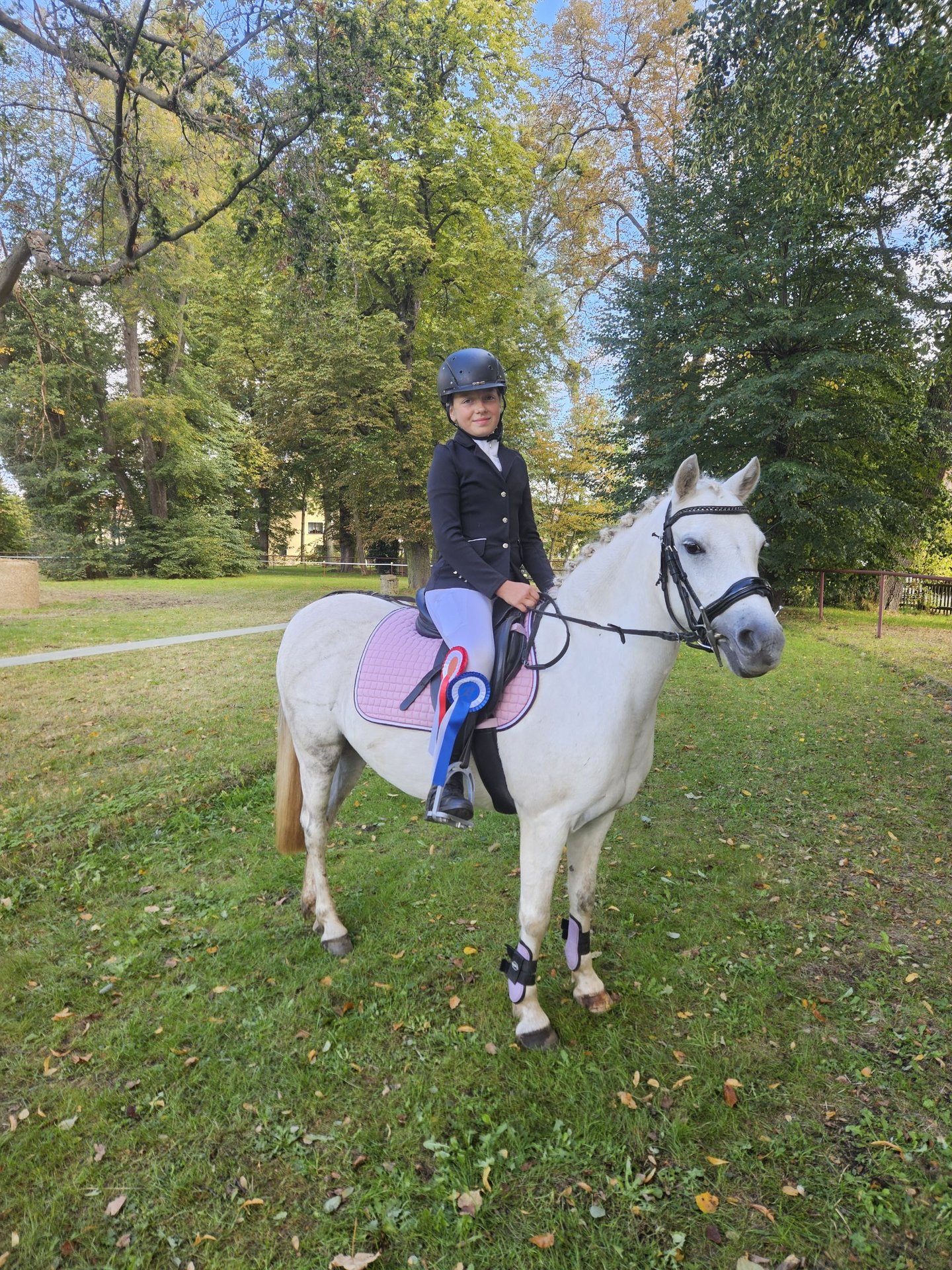 Kuc walijski partbred Klacz 11 lat 127 cm Siwa in Gera