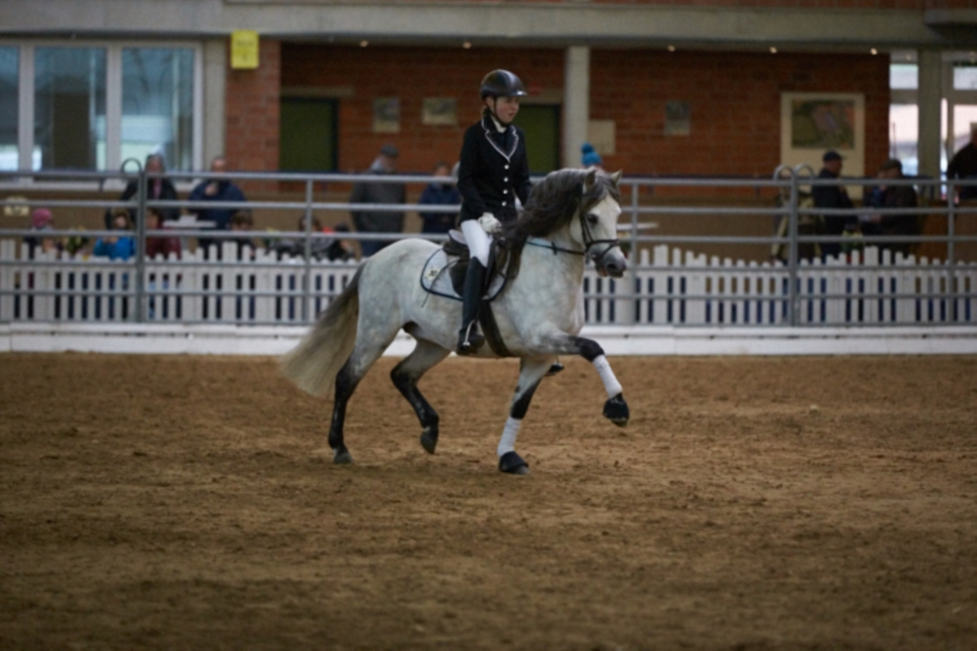SANTIAGO Welsh B Stallion Grey in Frankenberg